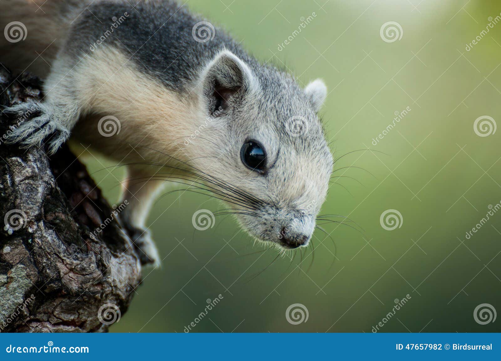 Écureuil gris photo stock. Image of amérique, cour, nord - 47657982