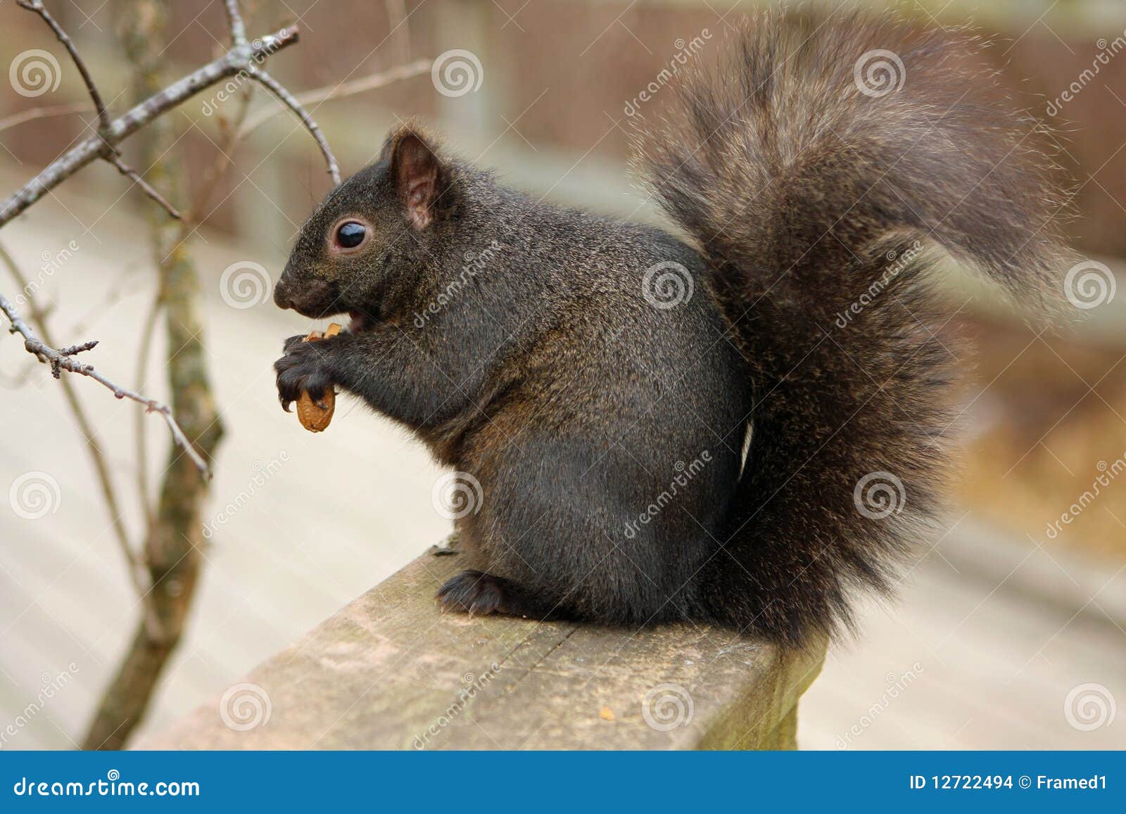 Écureuil noir photo stock. Image du noix, cheveu, alimenter - 12722494