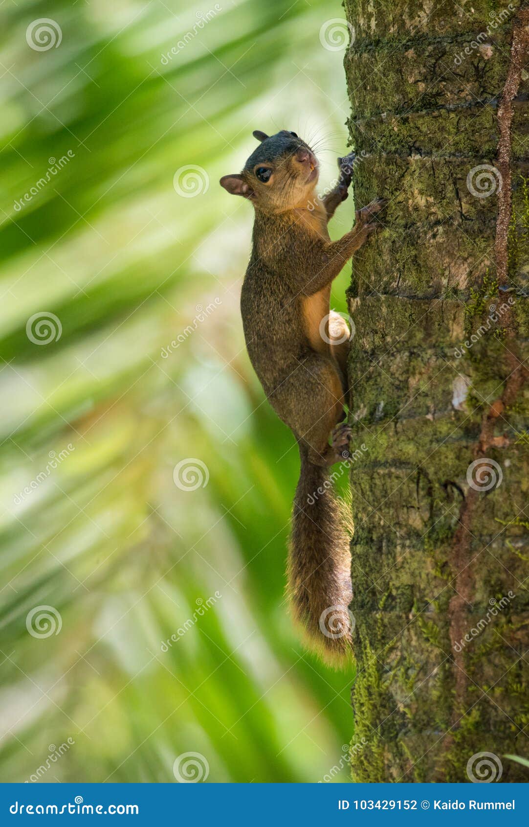 écureuil Rouge-coupé La Queue Photo stock - Image du animal, tailed ...