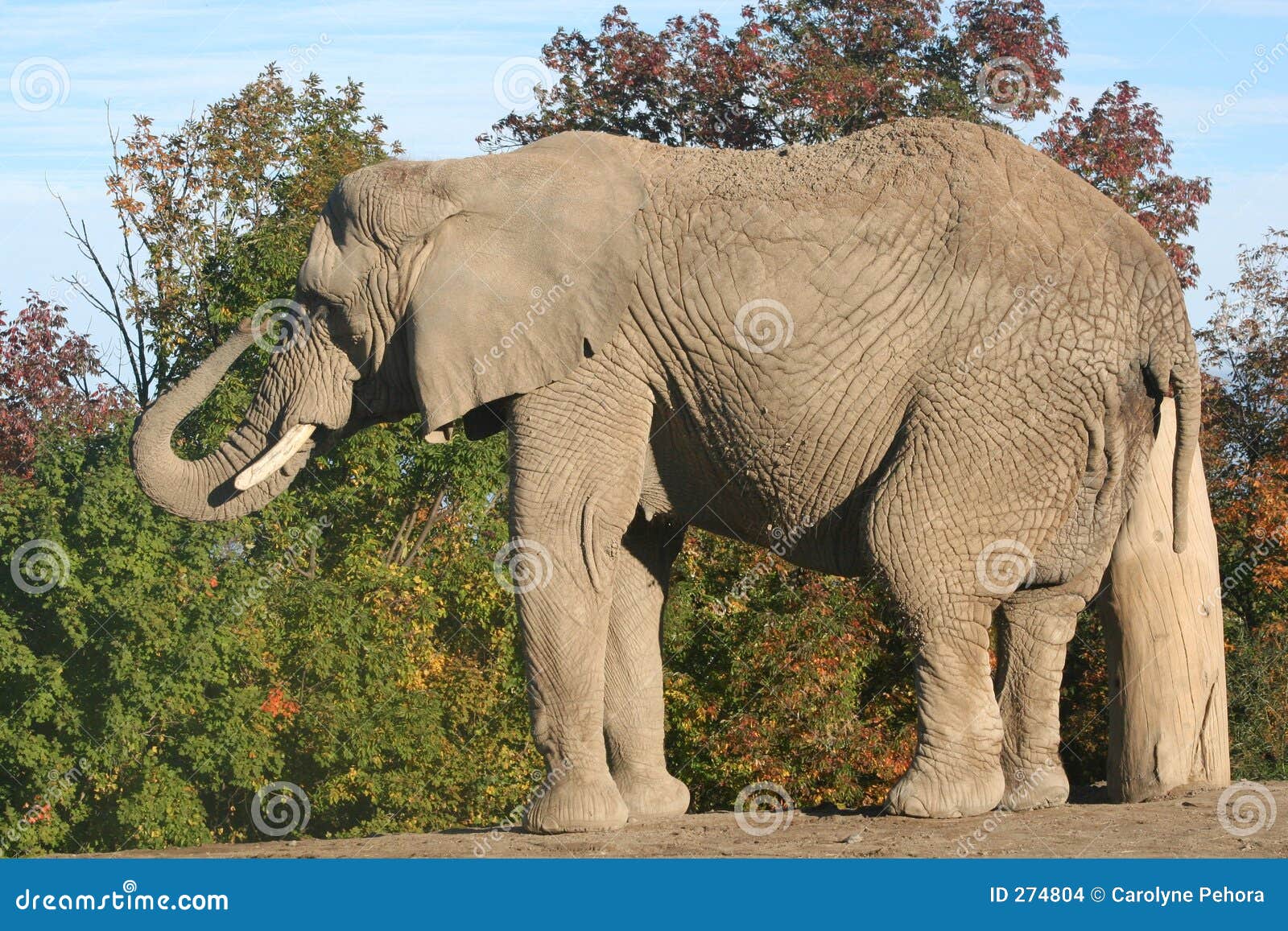 Éléphant Image. Image: 274804
