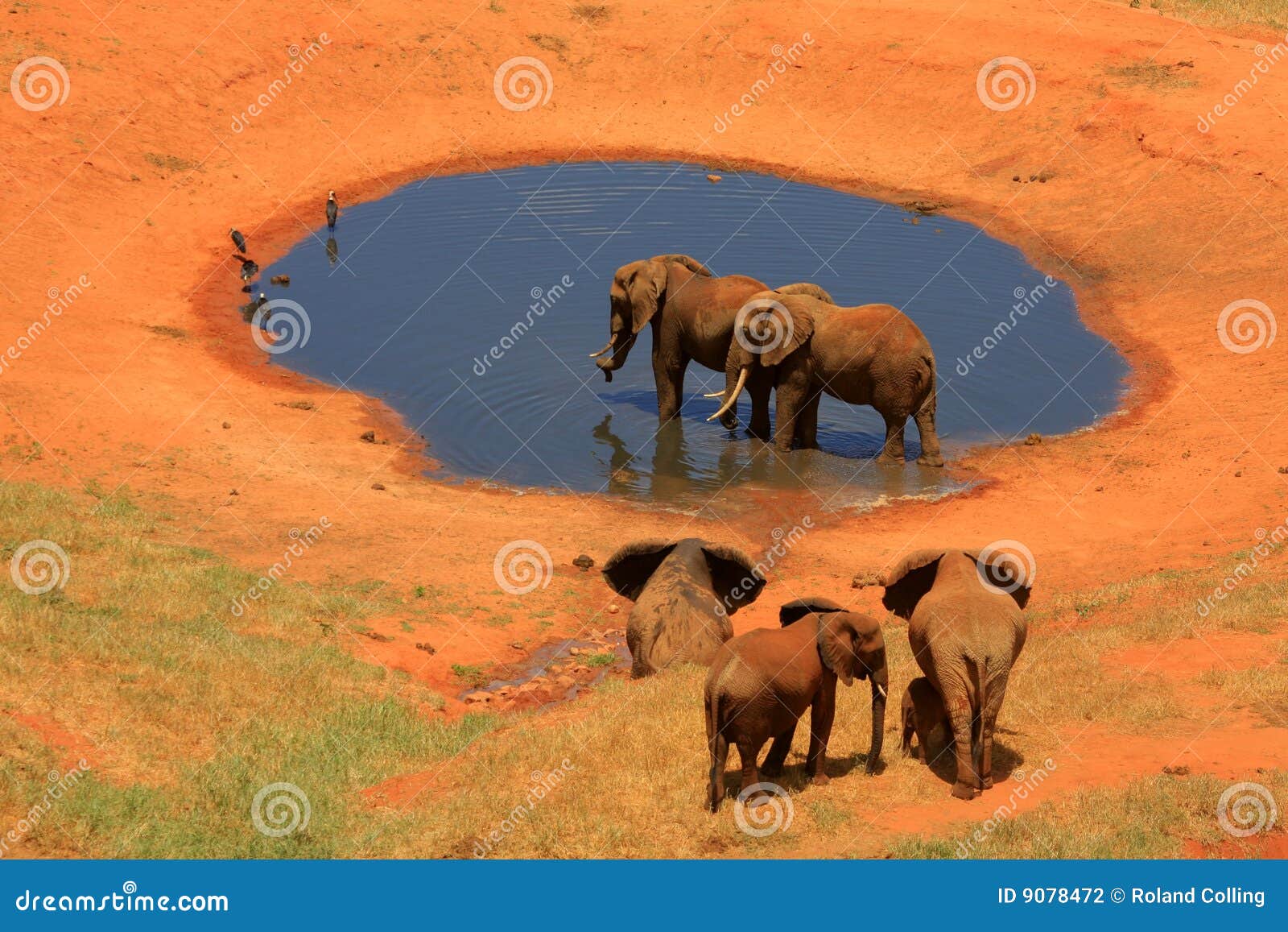 Éléphant Rouge Chez Waterhole Photo stock - Image du nationale, boire ...