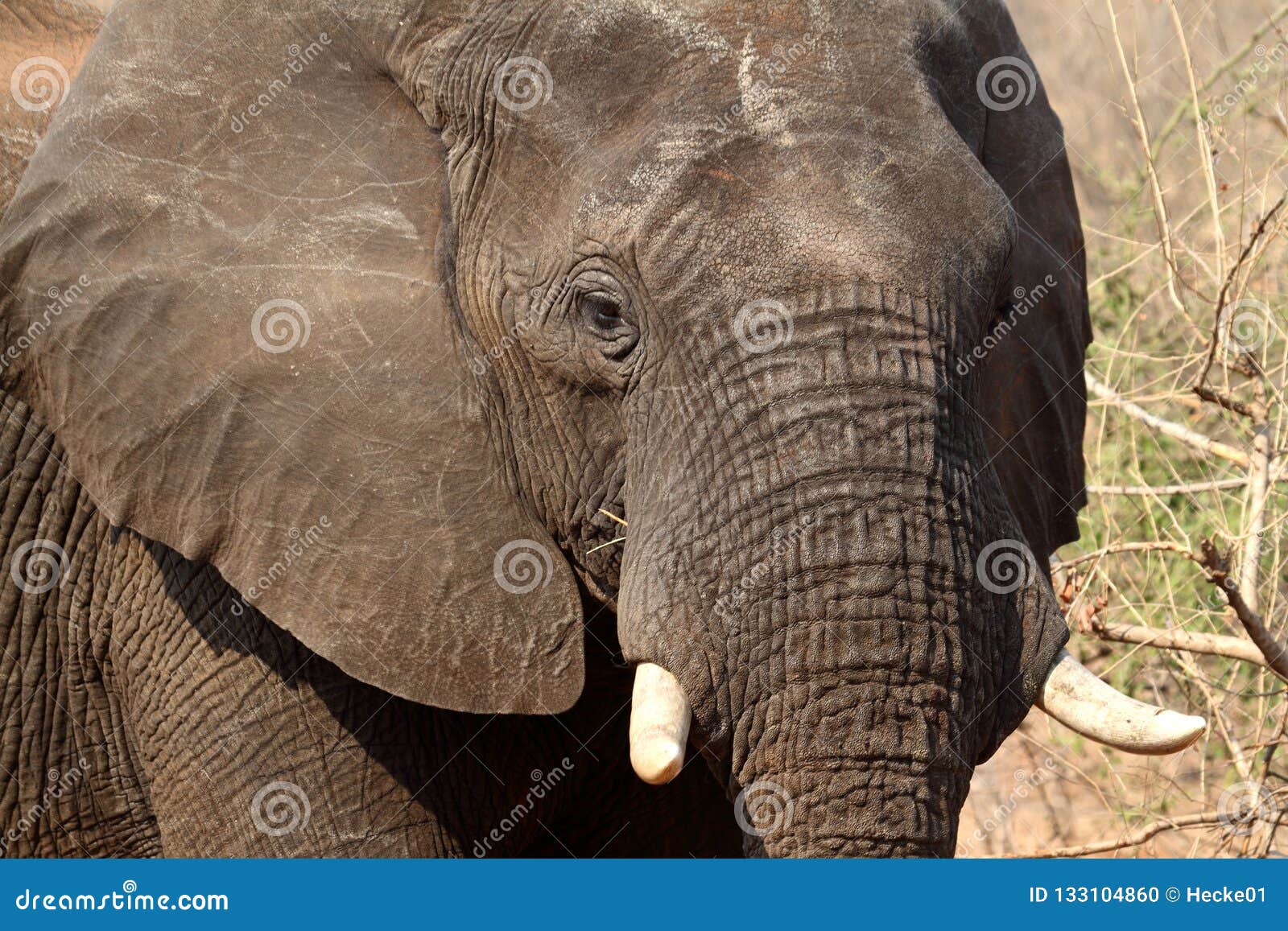 Éléphants Africains Dans La Savane Photo stock - Image du fermer, kenya ...