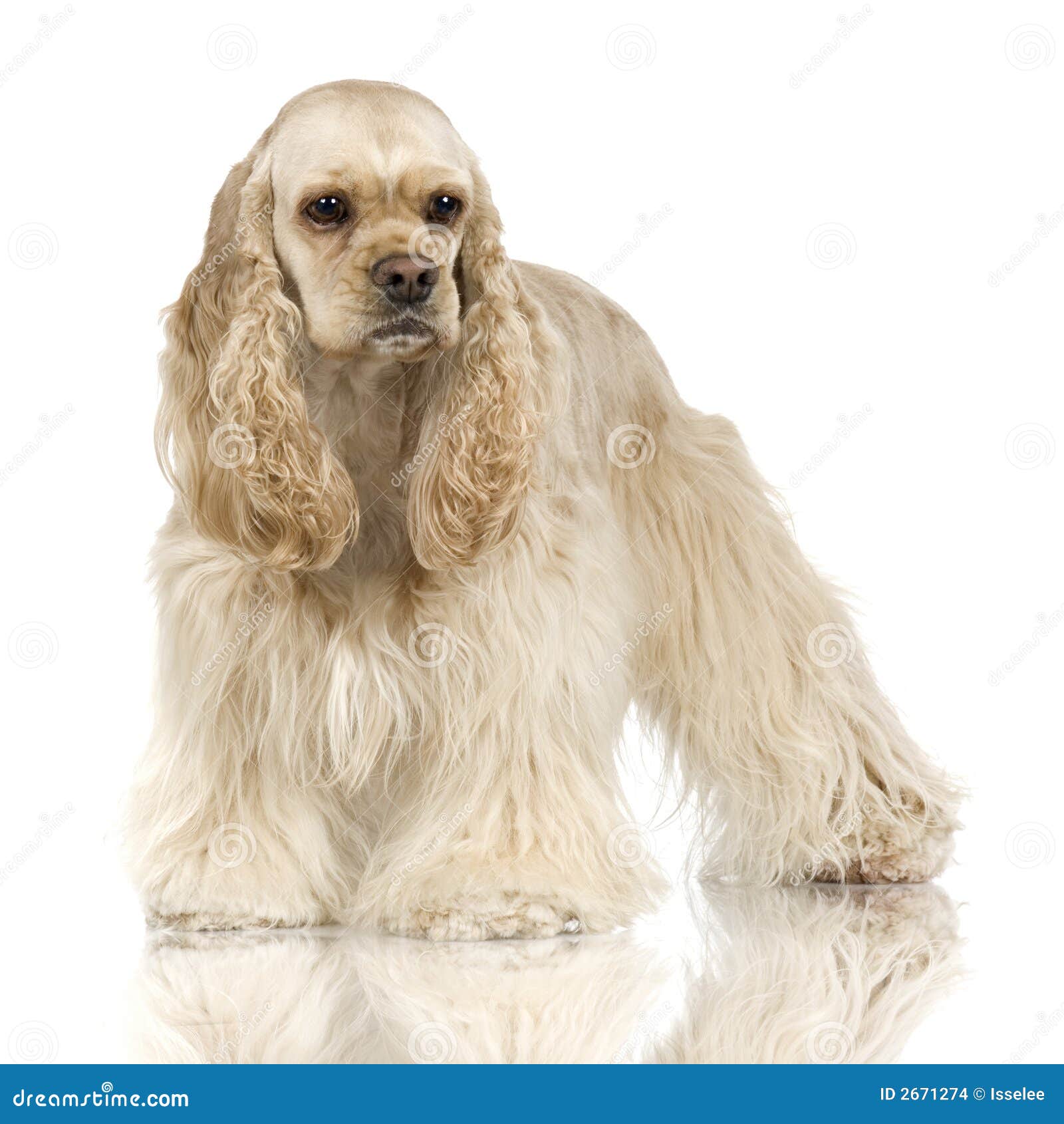 Épagneul de cocker photo stock. Image du studio, regard - 2671274