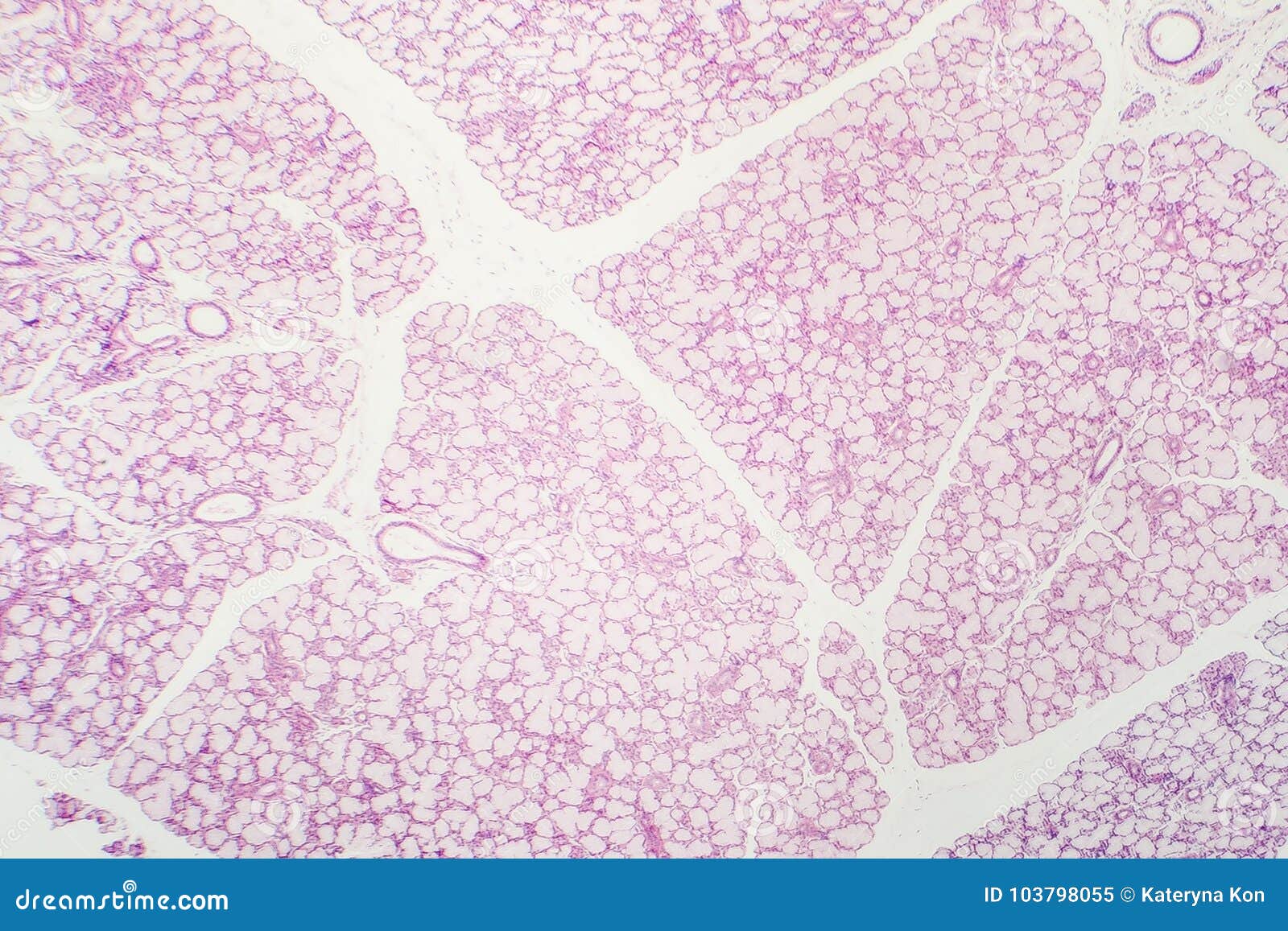 Épithélium Glandulaire, Micrographe Image stock - Image du ...