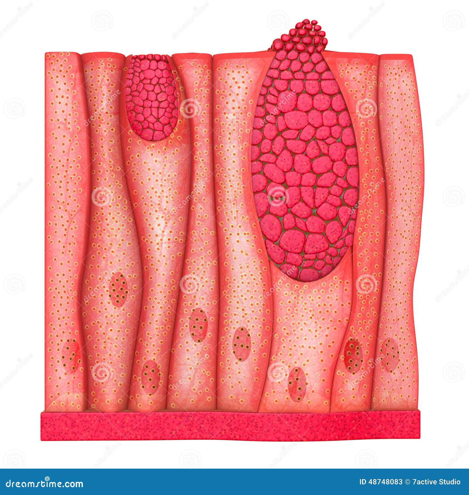 Épithélium Unicellulaire De G Illustration Stock - Illustration du ...
