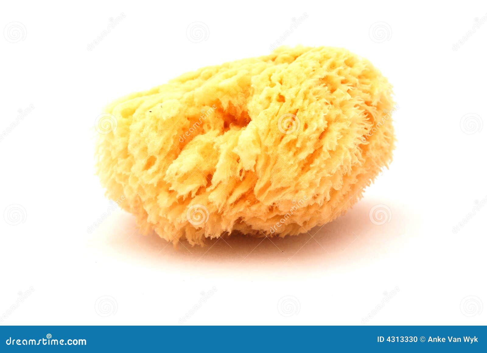 Éponge sauvage photo stock. Image du fond, cosmétique - 4313330
