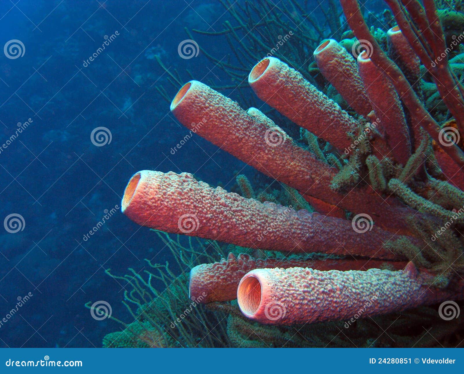 Éponge sous-marine image stock. Image du embrancher, exploration - 24280851