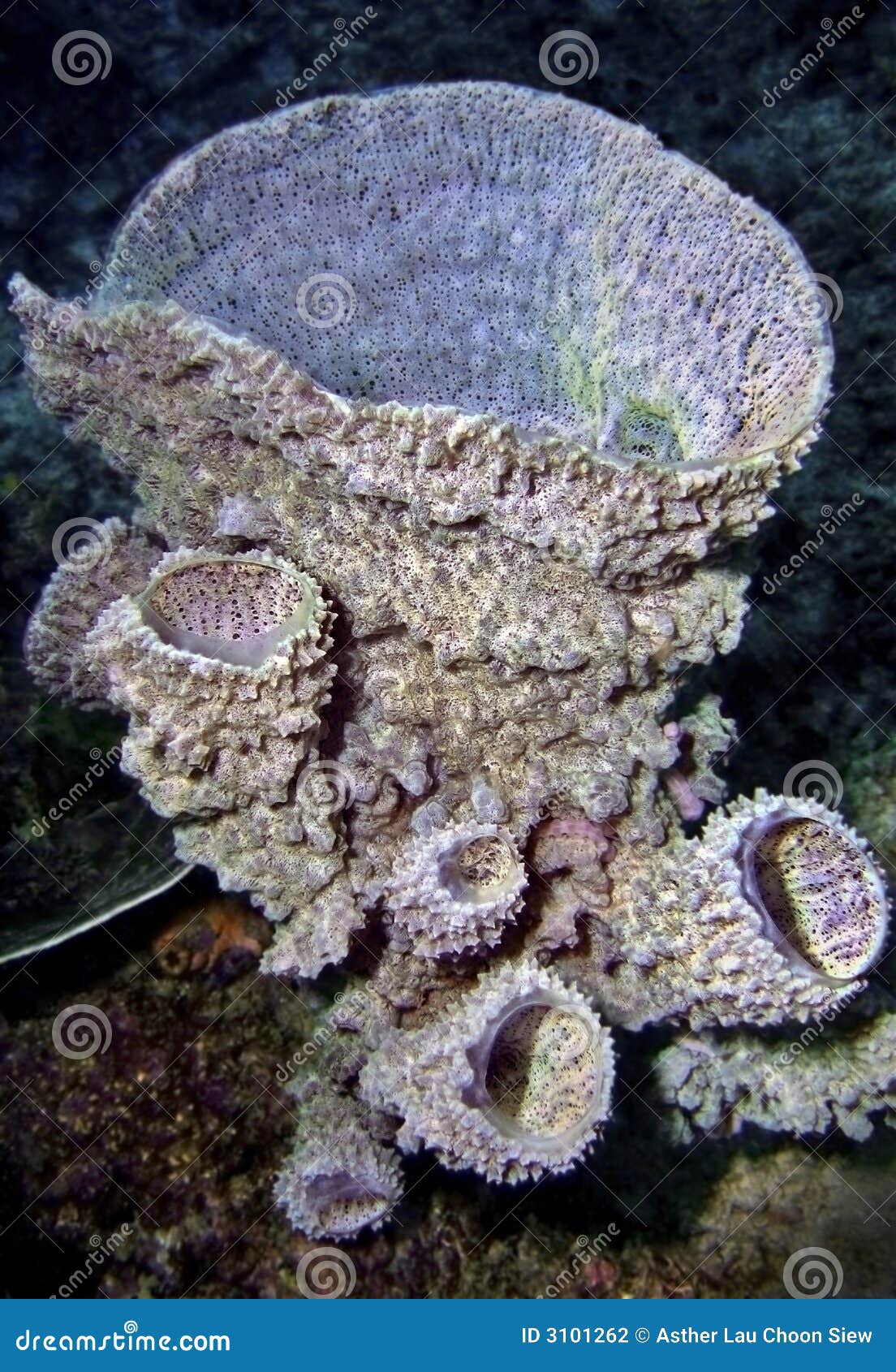 Éponges siliceuses photo stock. Image du éponges, seascape - 3101262