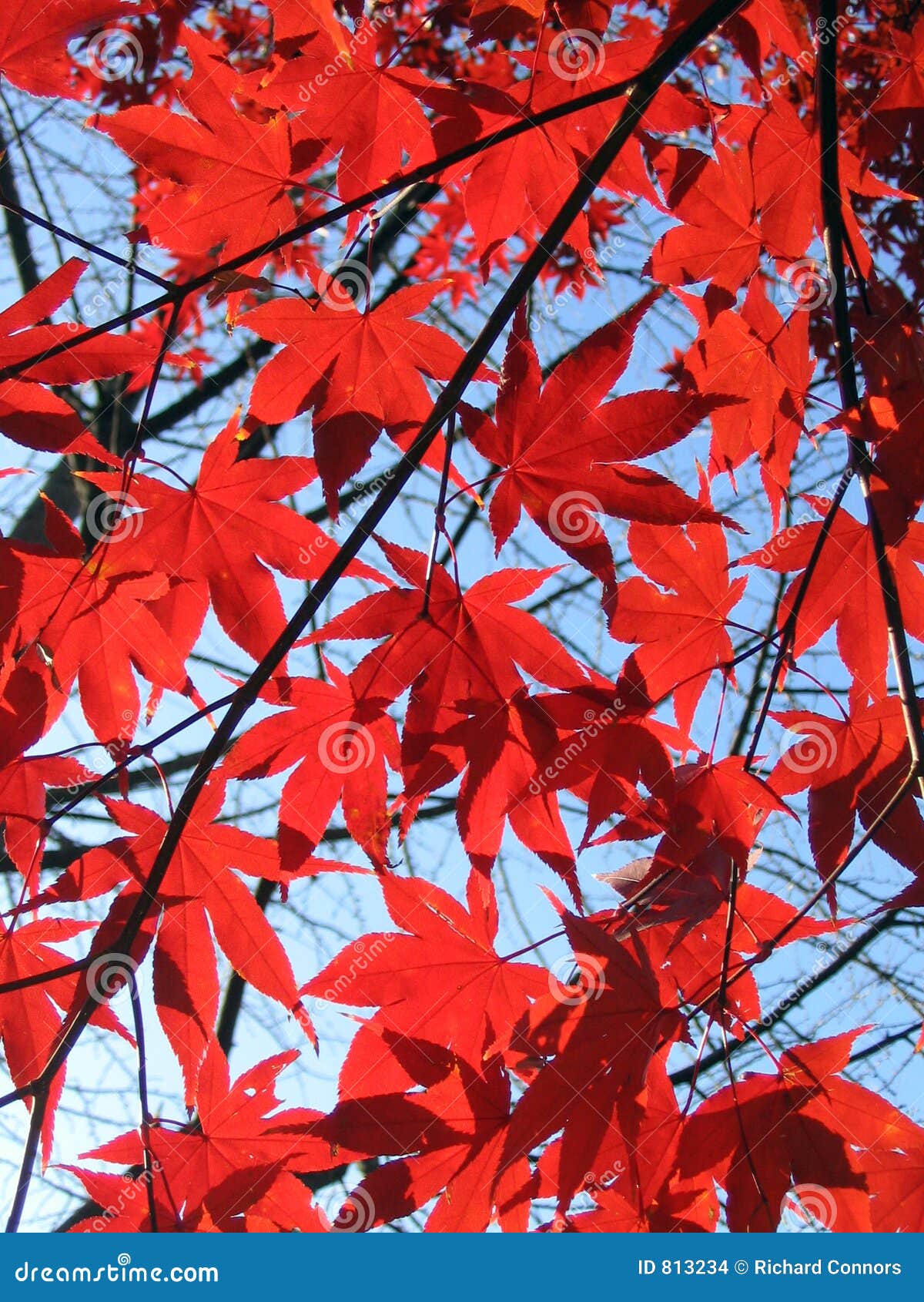 Érables rouges photo stock. Image du ciel, botanique, extérieur - 813234