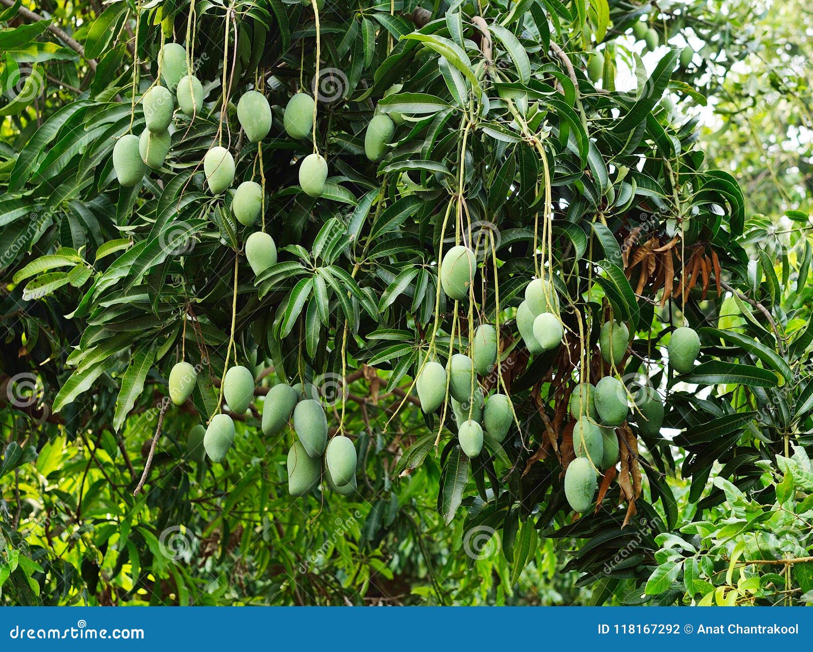 Ése es mango en fondo foto de archivo. Imagen de hoja - 118167292