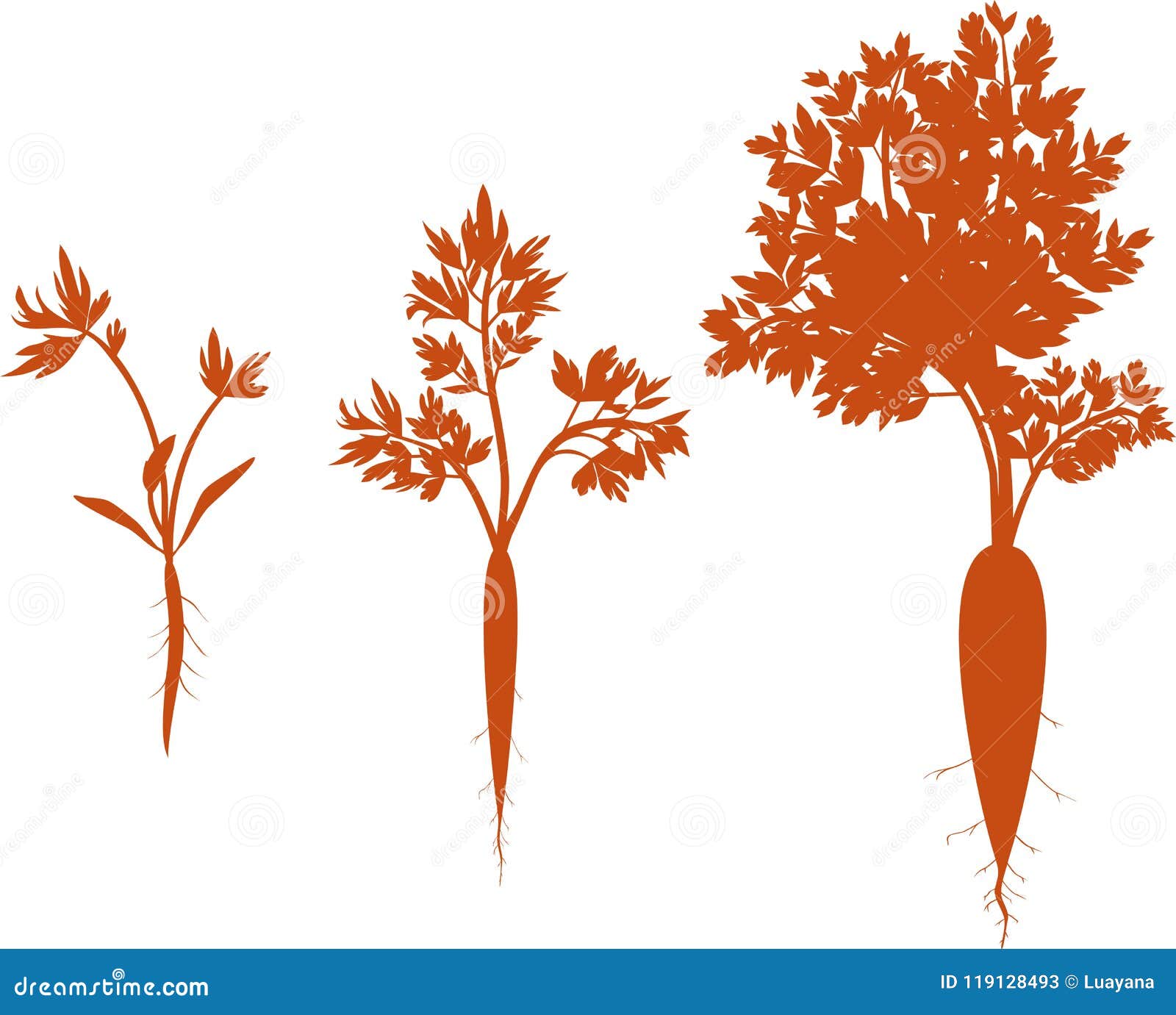 Étape De Croissance De Carotte Illustration de Vecteur - Illustration ...