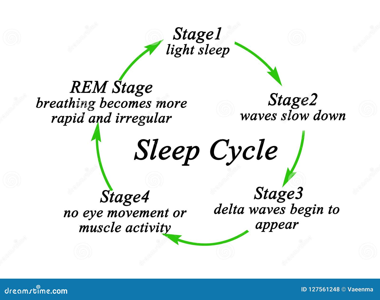 Étapes de cycle de sommeil illustration stock. Illustration du tableau ...