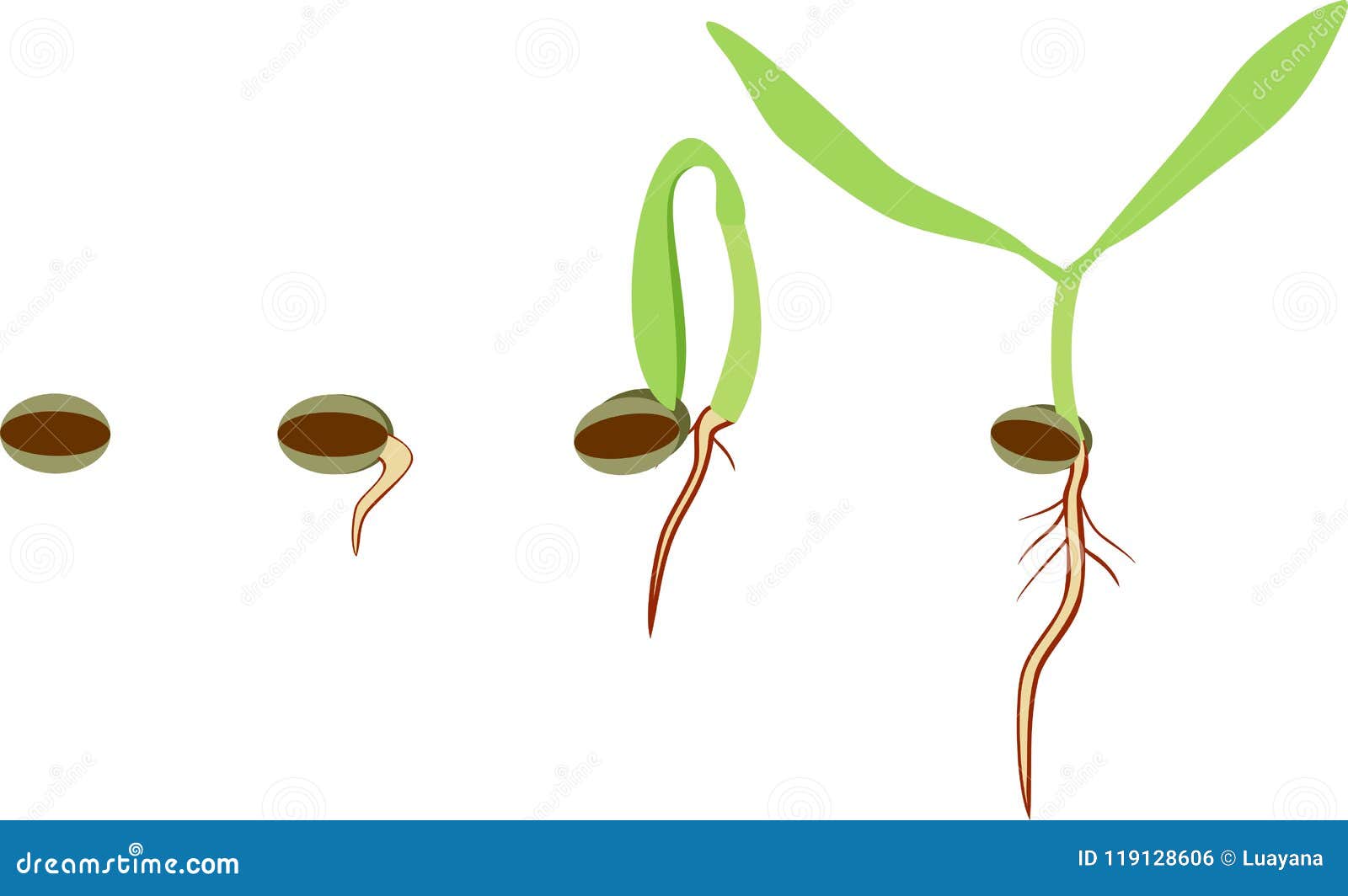 Étapes De Germination De Graine Illustration de Vecteur - Illustration ...