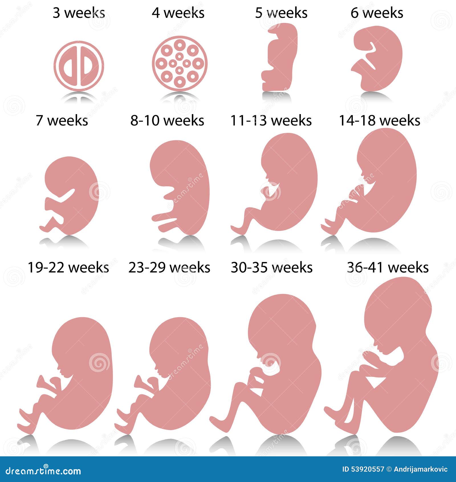 Étapes de grossesse illustration de vecteur. Illustration du ...