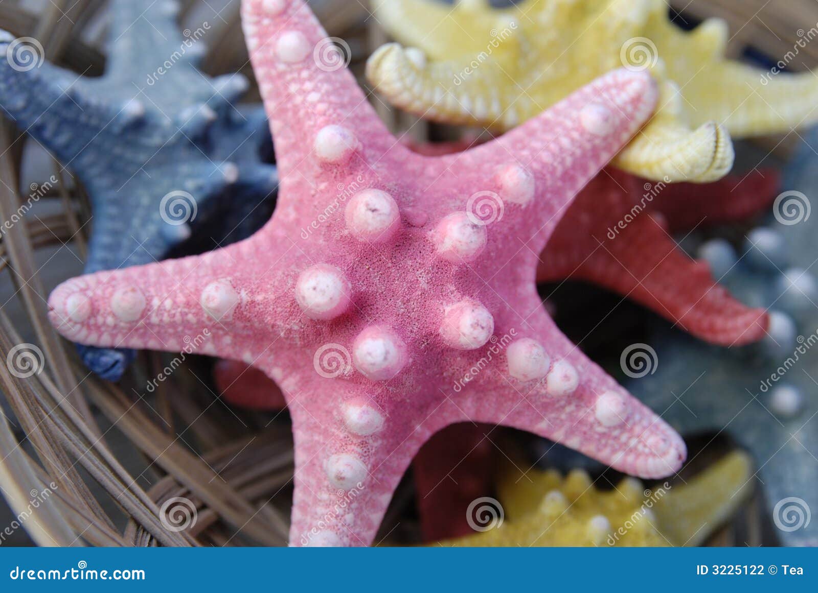 Étoile de mer rose photo stock. Image du océan, tropical - 3225122