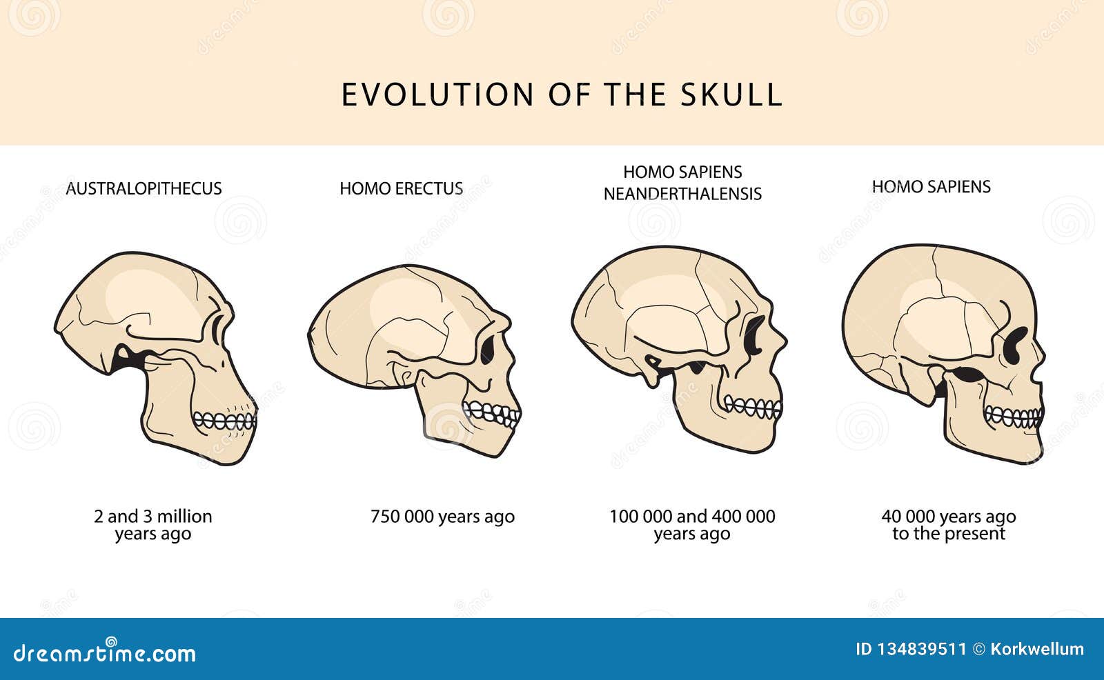 Évolution Humaine Du Crâne Et Du Texte Avec La Datation Illustration de ...