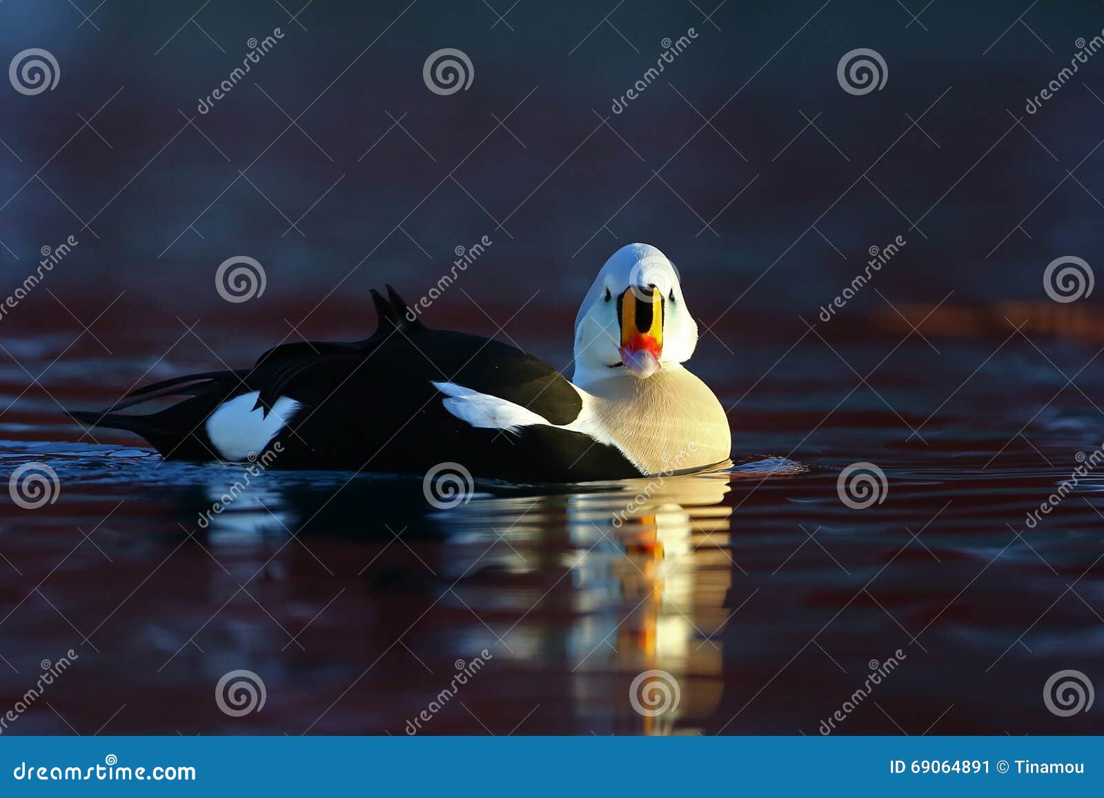 Êider do rei que olha o imagem de stock. Imagem de barracos - 69064891