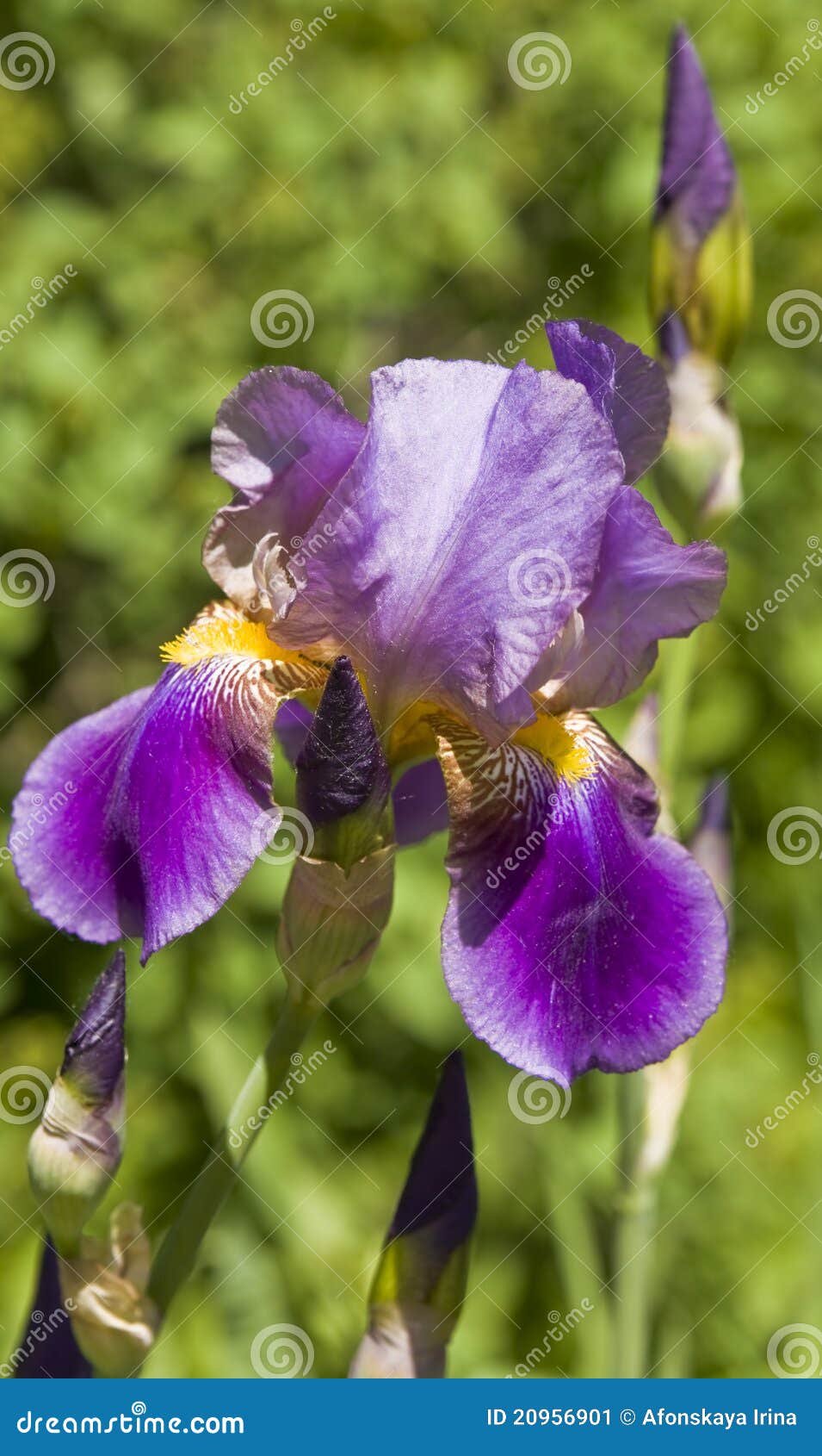 Íris azul imagem de stock. Imagem de jardinar, flor, roxo - 20956901