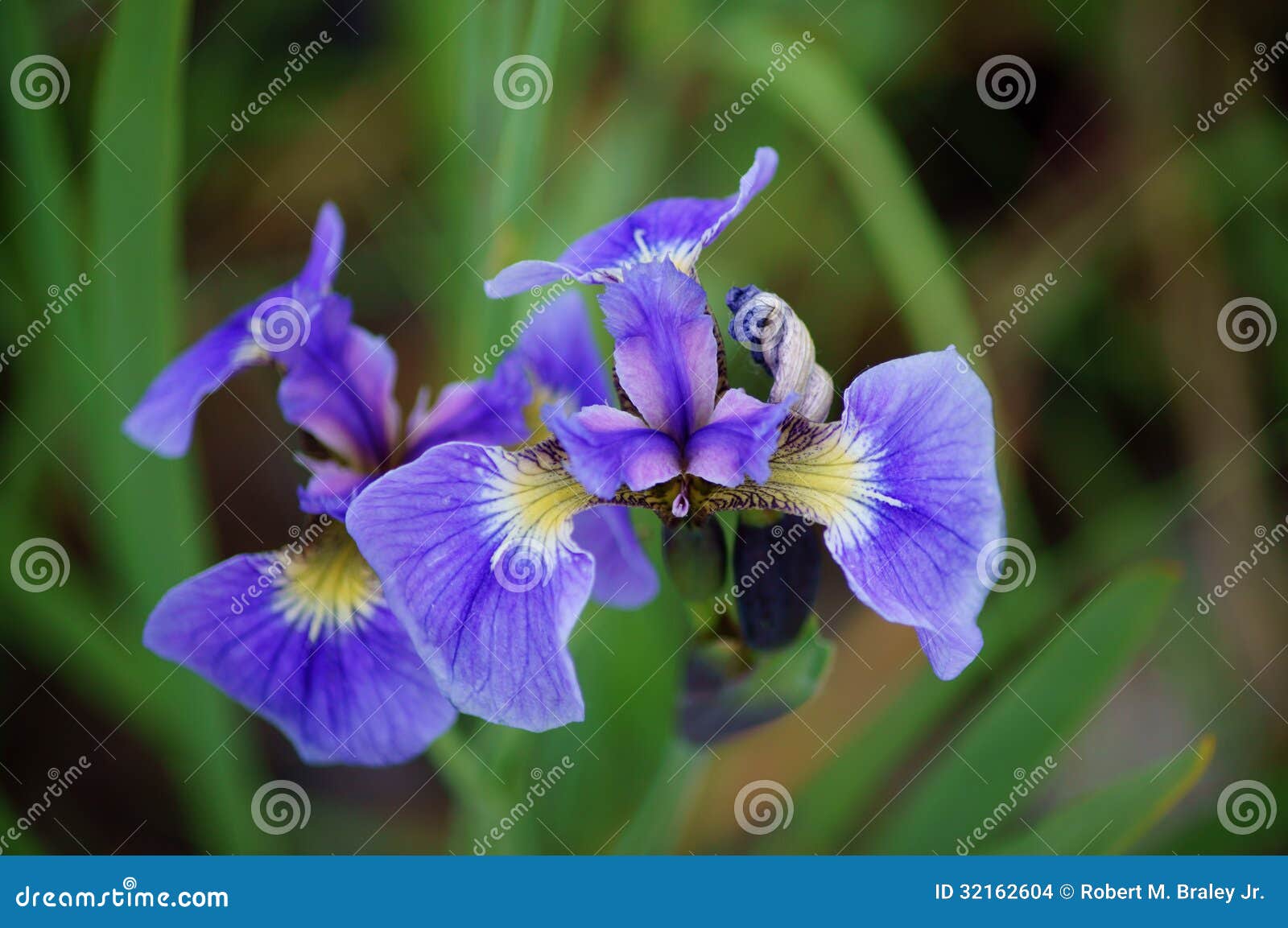 Íris Selvagem Azul (Iris Setosa) Foto de Stock - Imagem de distante ...