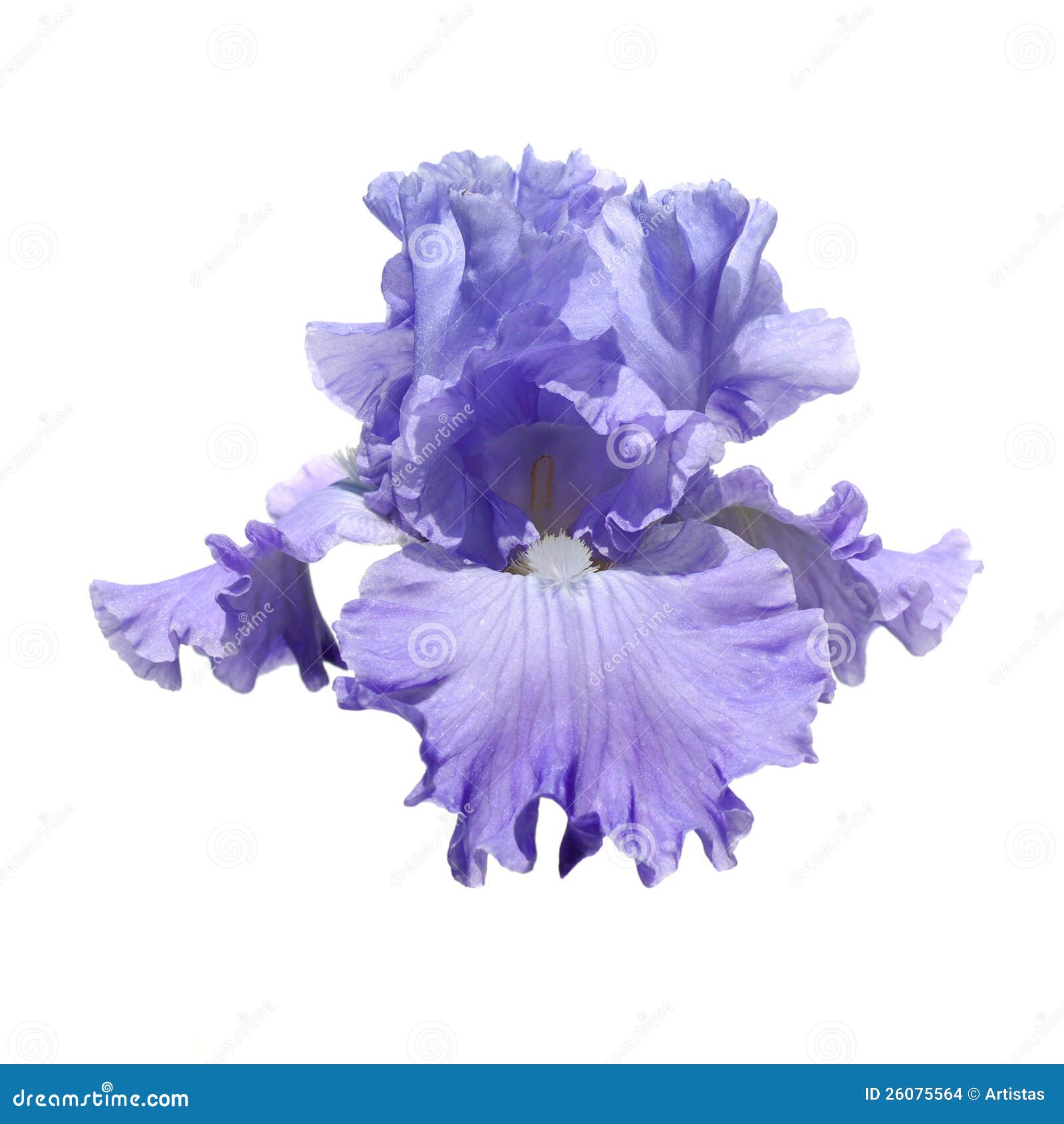 Íris violeta foto de stock. Imagem de flor, haste, possa - 26075564