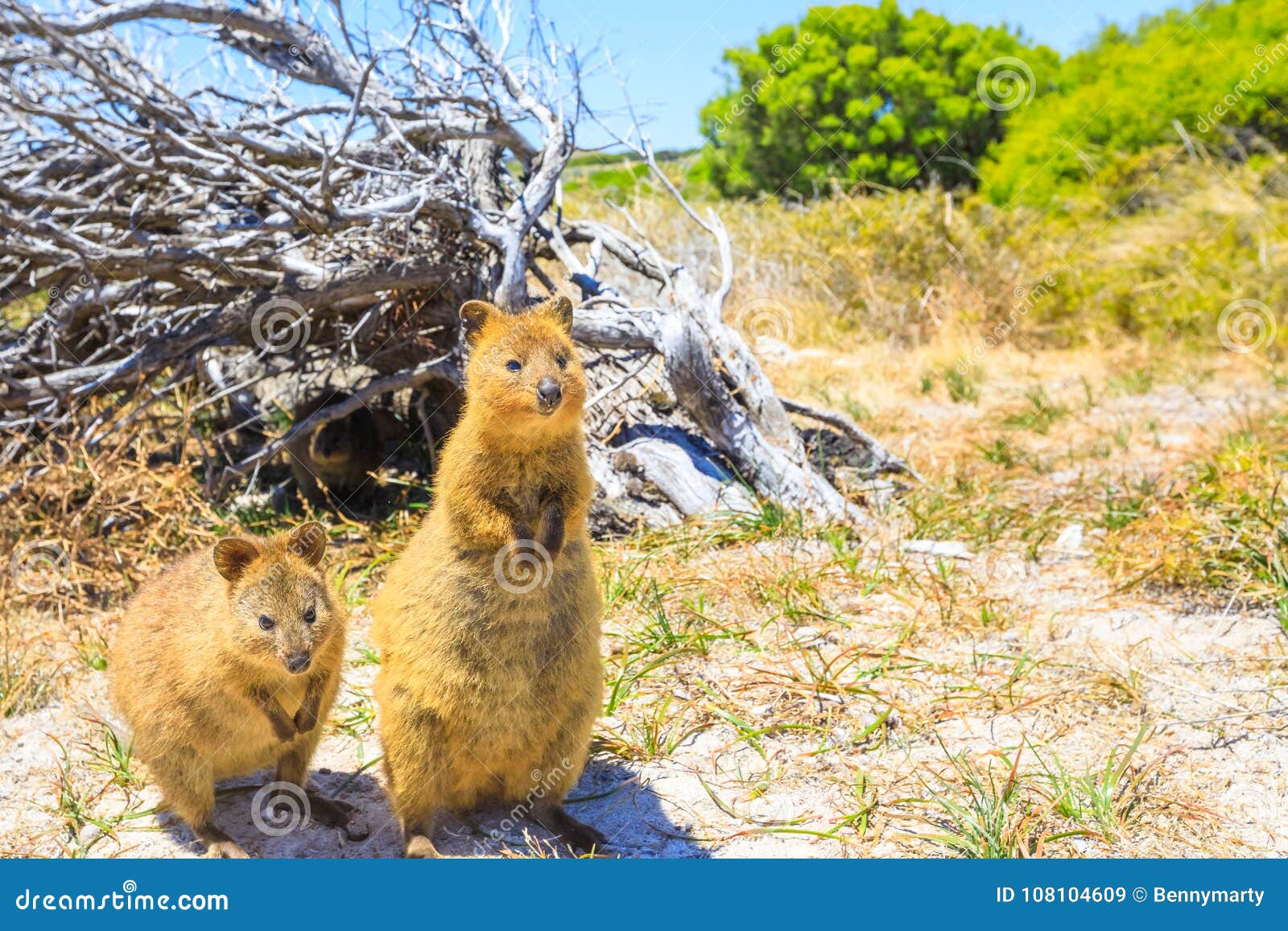 Île de Quokka Rottnest image stock. Image du marsupial - 108104609