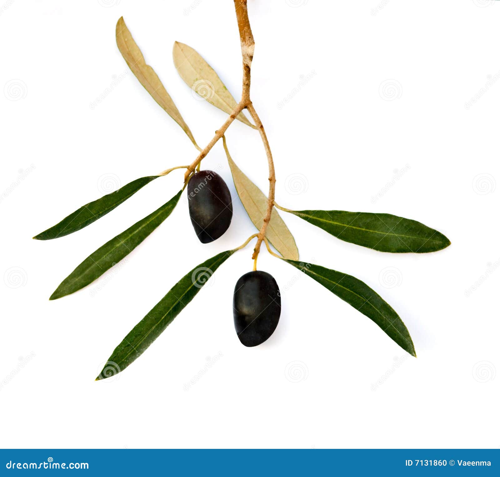 13,919 Live Branch Stock Photos - Free & Royalty-Free Stock Photos from ...