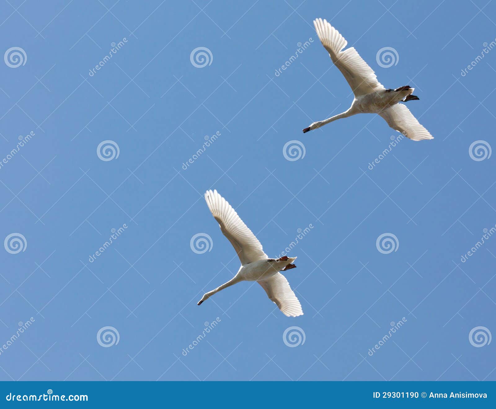 Ð Pair of Swans Flying in the Blue Sky Stock Photo - Image of wings ...