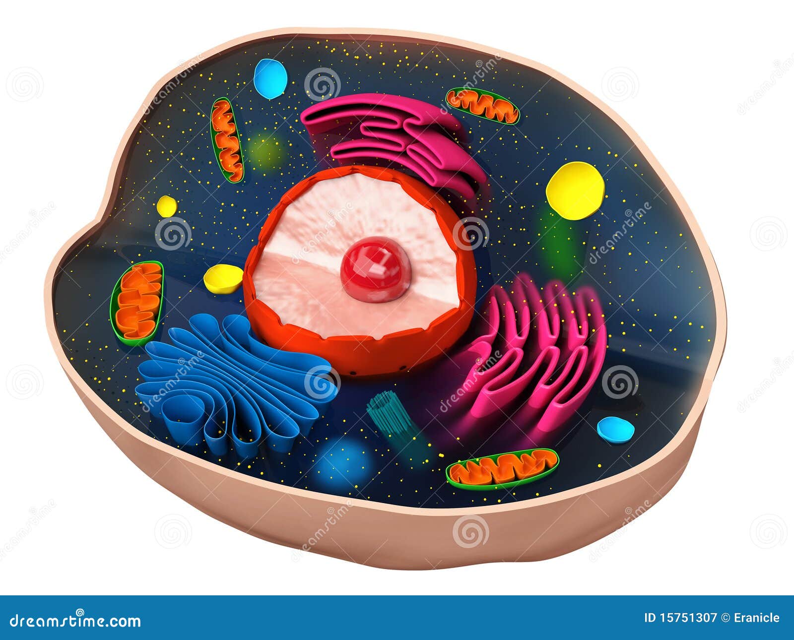 Cell structure stock illustration. Illustration of ribosome - 15751307