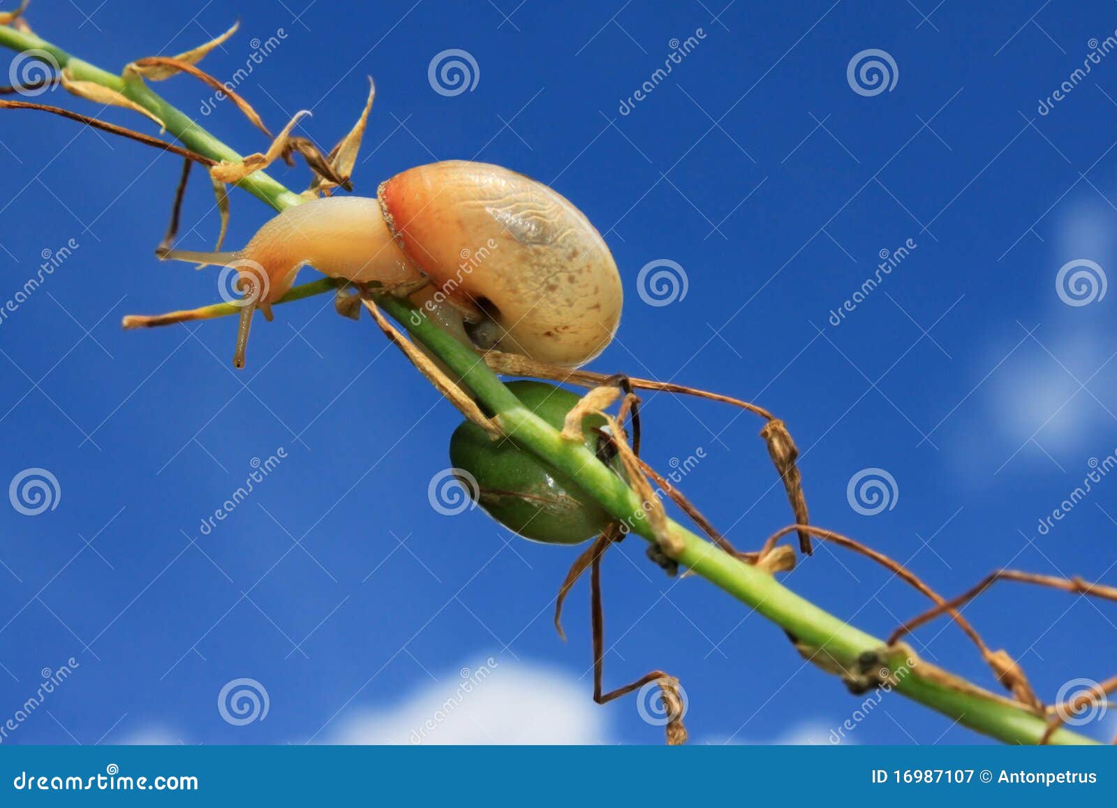 Ð¡rawling snail stock image. Image of ladder, sunlight - 16987107