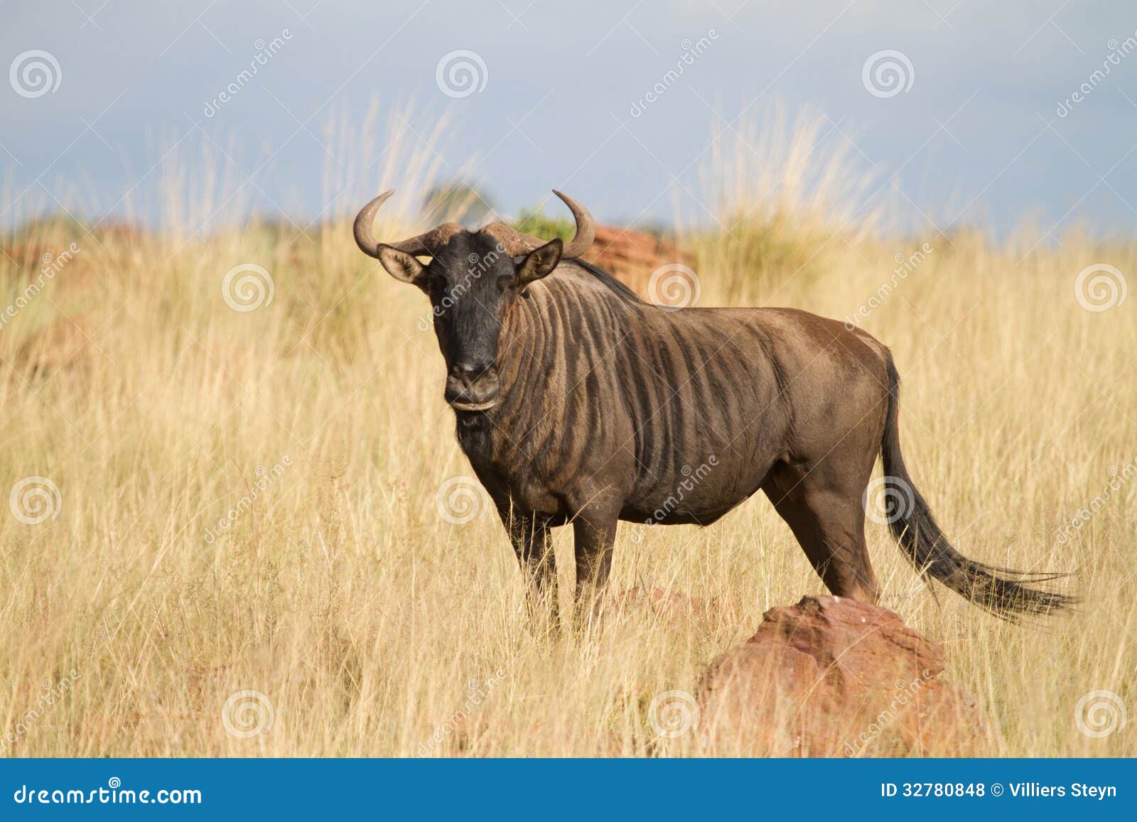 Ñu azul foto de archivo. Imagen de pastor, dominante - 32780848