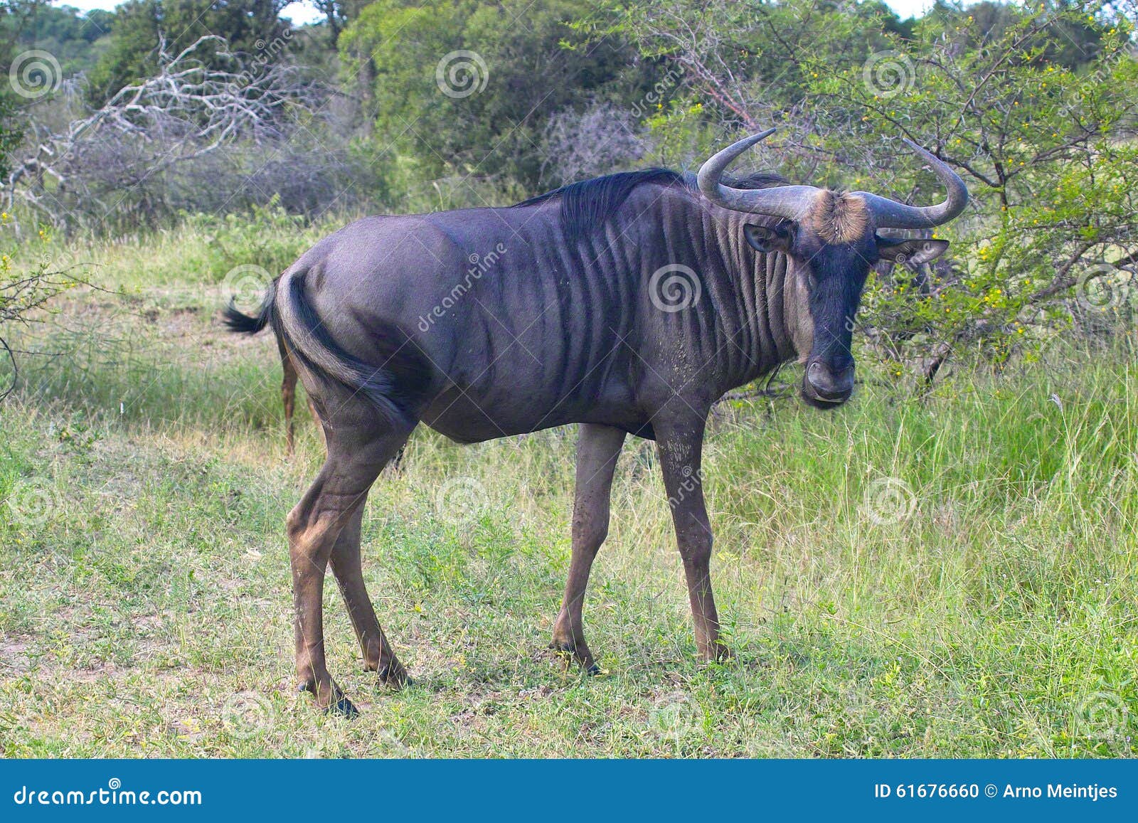Ñu Azul (Connochaetes Taurinus) Foto de archivo - Imagen de salvaje ...