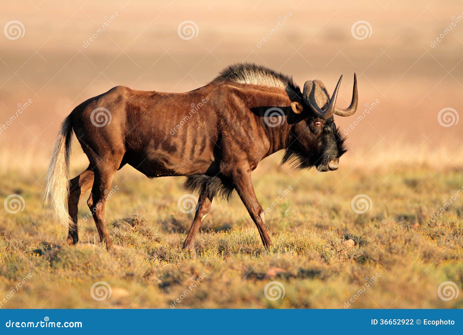 Ñu negro foto de archivo. Imagen de hierba, claxones - 36652922