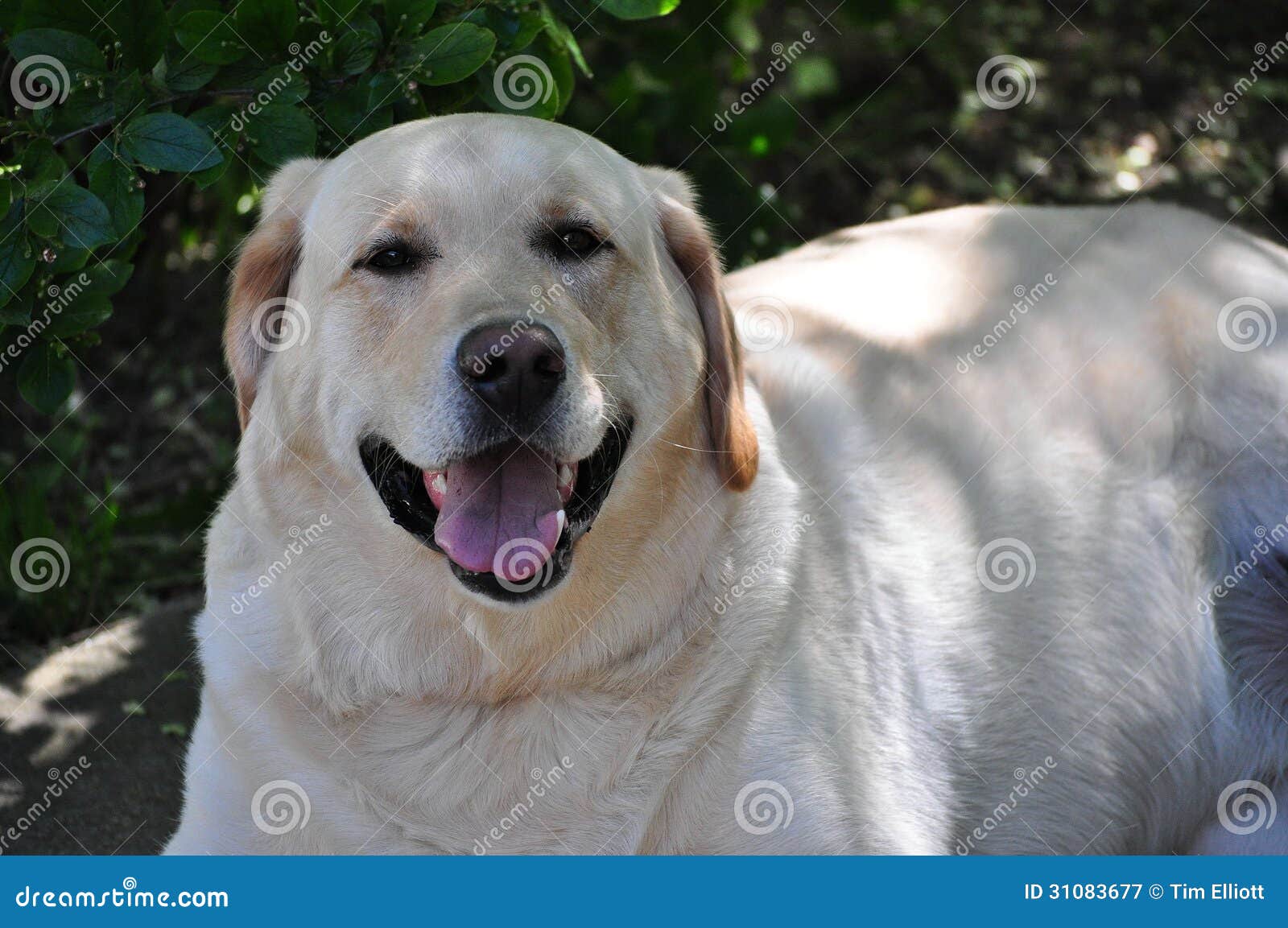 Żółty Labrador Retriever obraz stock. Obraz złożonej z bokobrody - 31083677