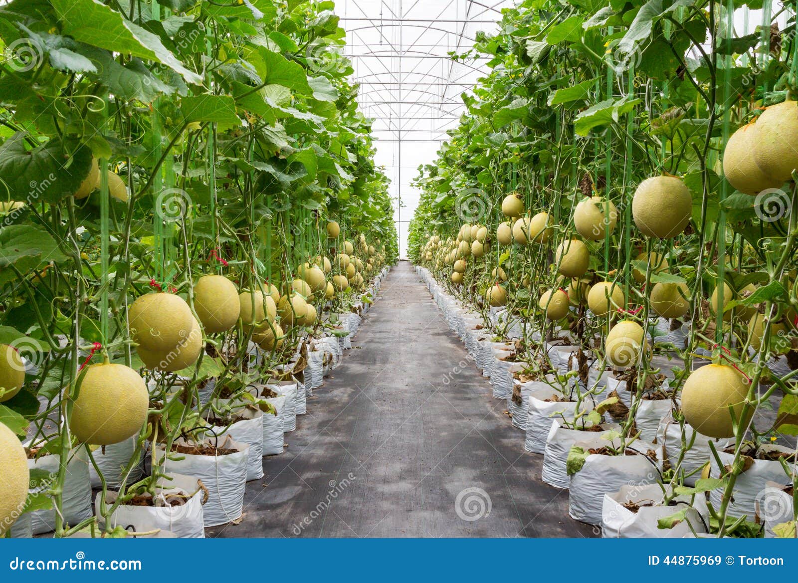 Żółty melon na polu obraz stock. Obraz złożonej z gospodarstwo - 44875969