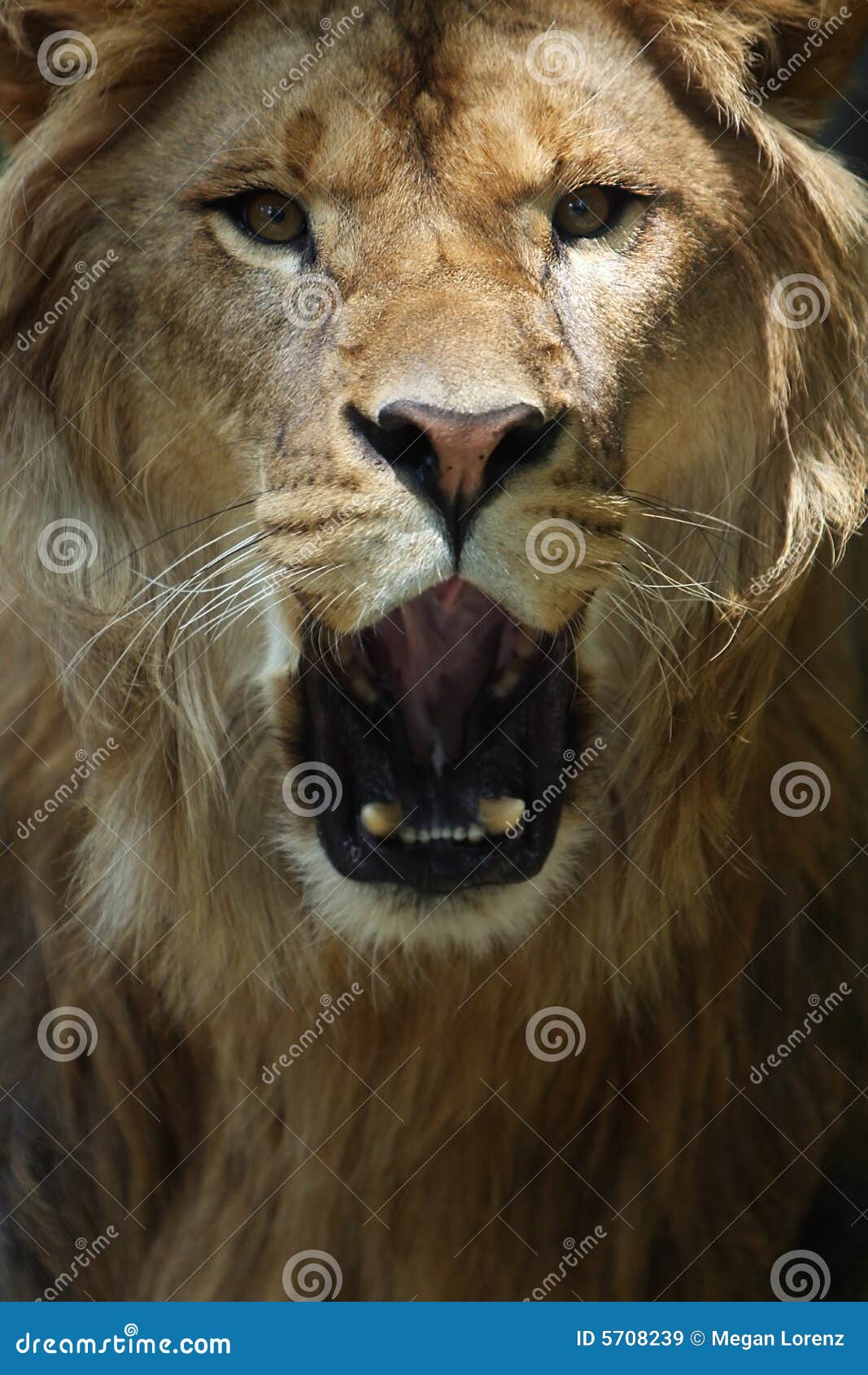 Óigame rugir imagen de archivo. Imagen de safari, rugido - 5708239
