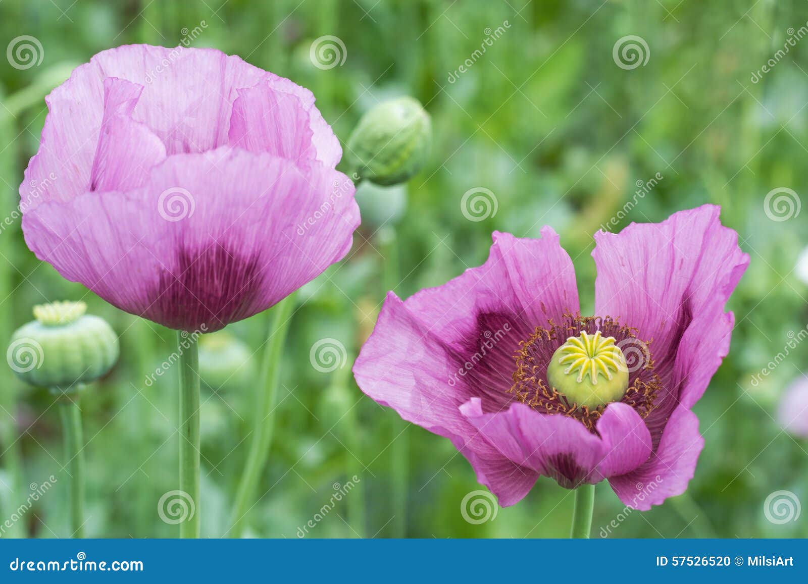Ópio Poppy Flower Closeup foto de stock. Imagem de cultivo - 57526520