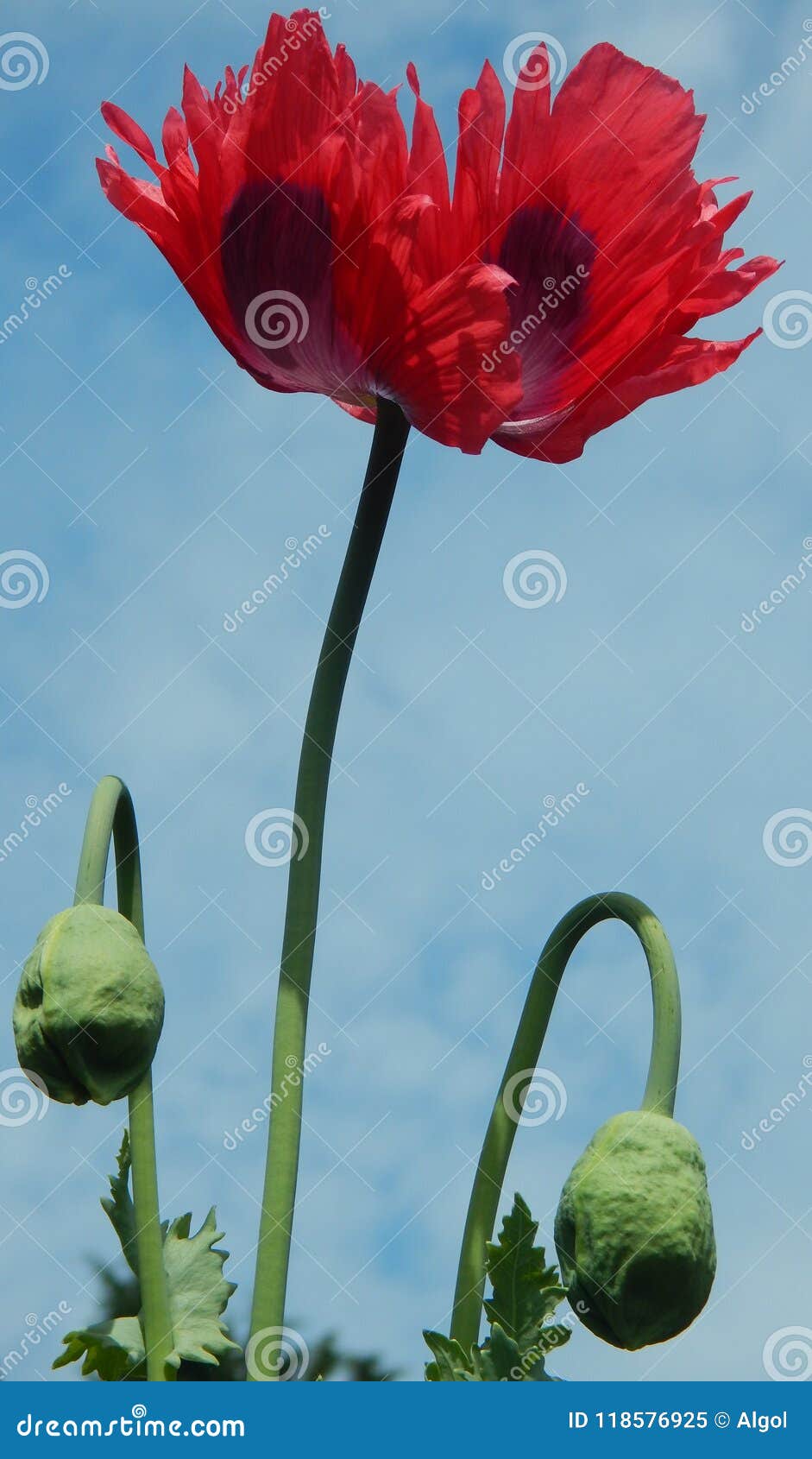 Ópio Poppy Flower e botões imagem de stock. Imagem de flor - 118576925