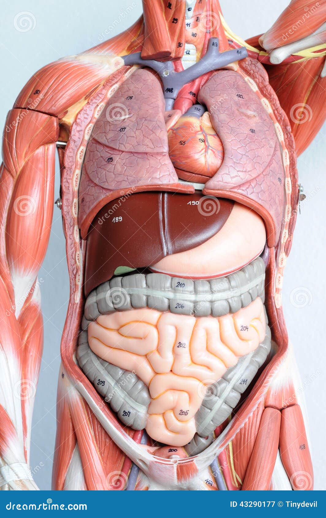Órgão do ser humano imagem de stock. Imagem de biologia - 43290177