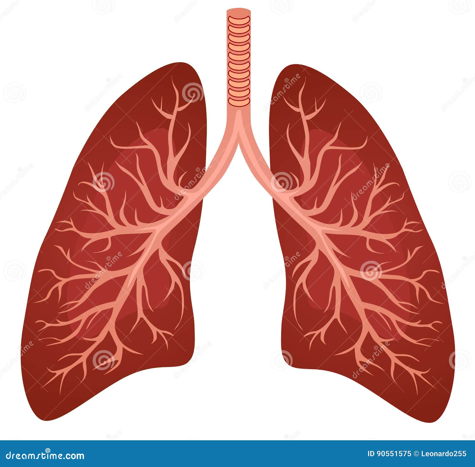 Órgano Humano De Los Pulmones Ilustración del Vector - Ilustración de ...