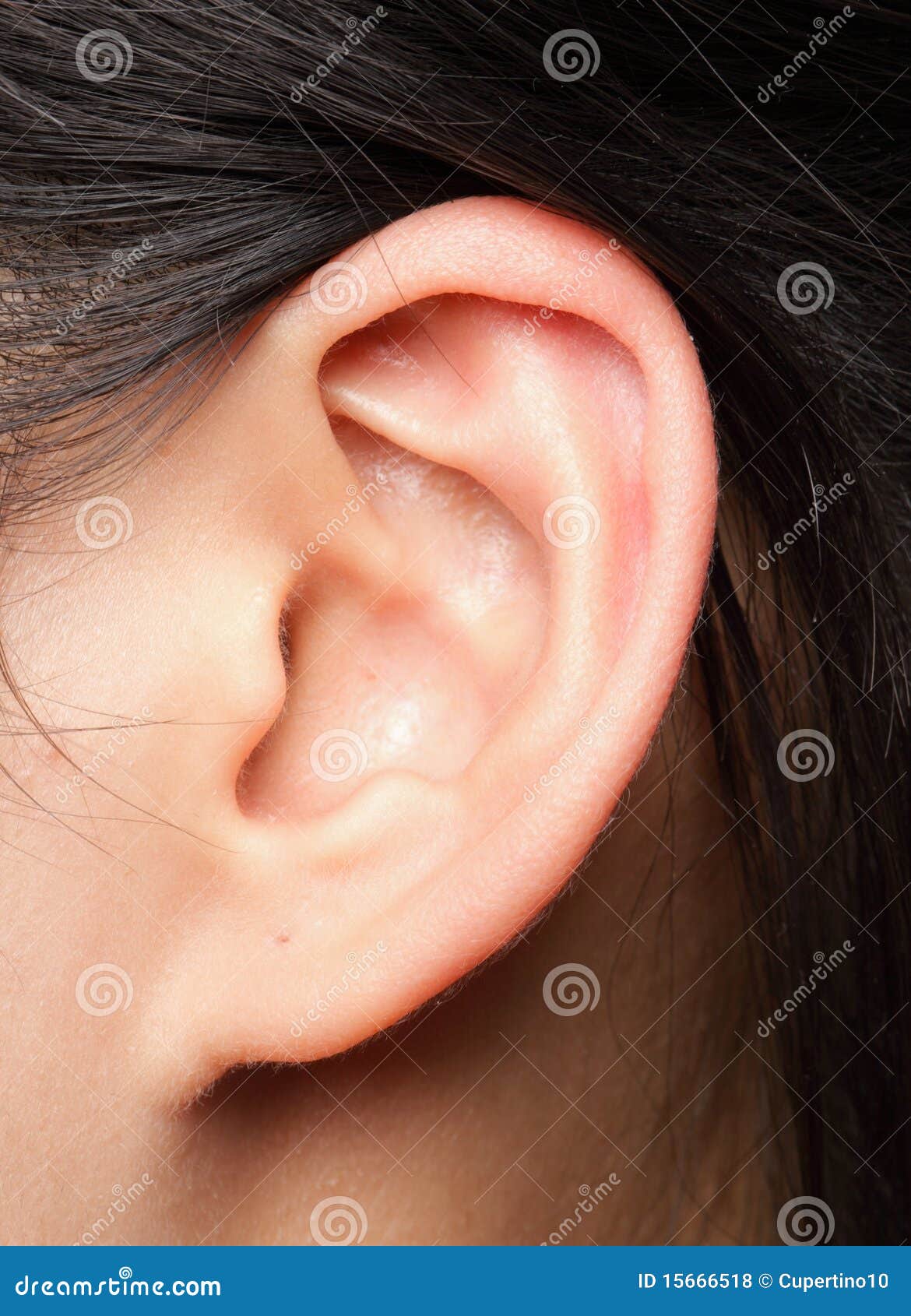 öra arkivfoto. Bild av spiral, sensoriskt, huvud, fonetiska - 15666518