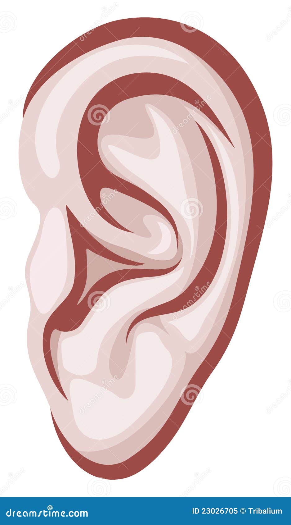 öra vektor illustrationer. Illustration av isolerat, brigham - 23026705