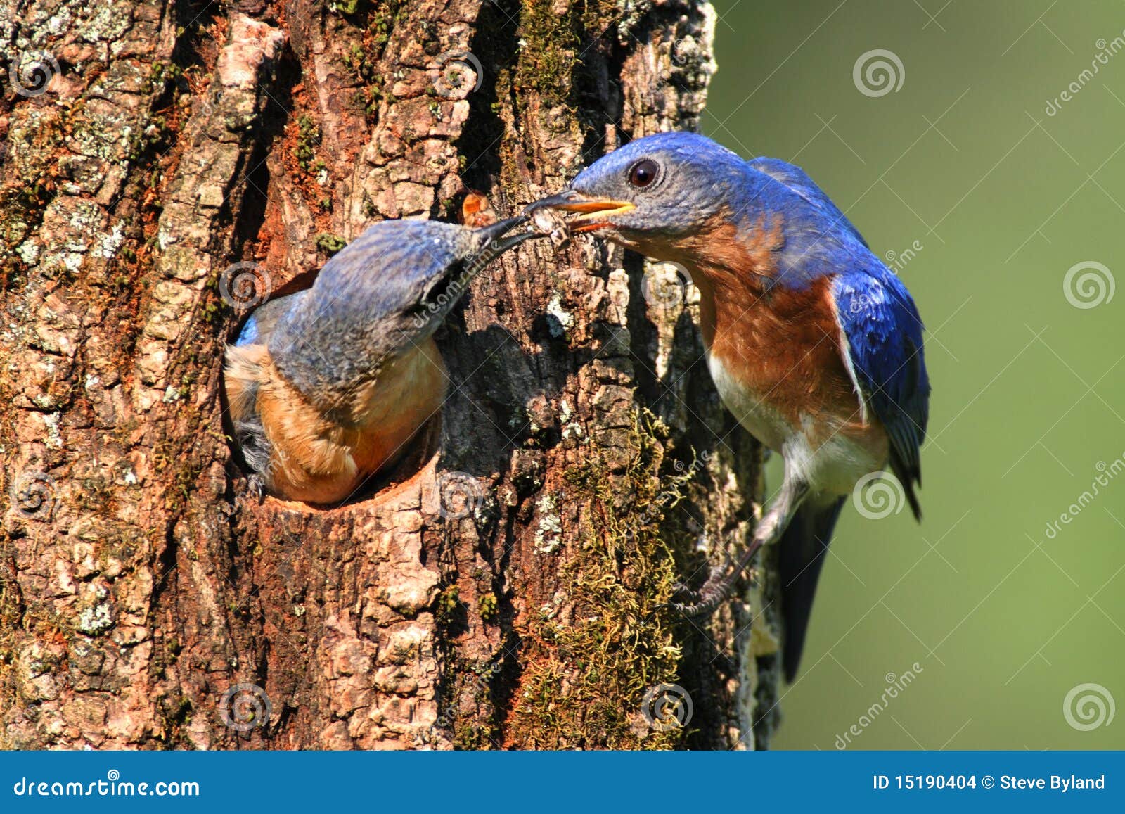Östliche Drosseln stockfoto. Bild von vögel, wald, blau - 15190404