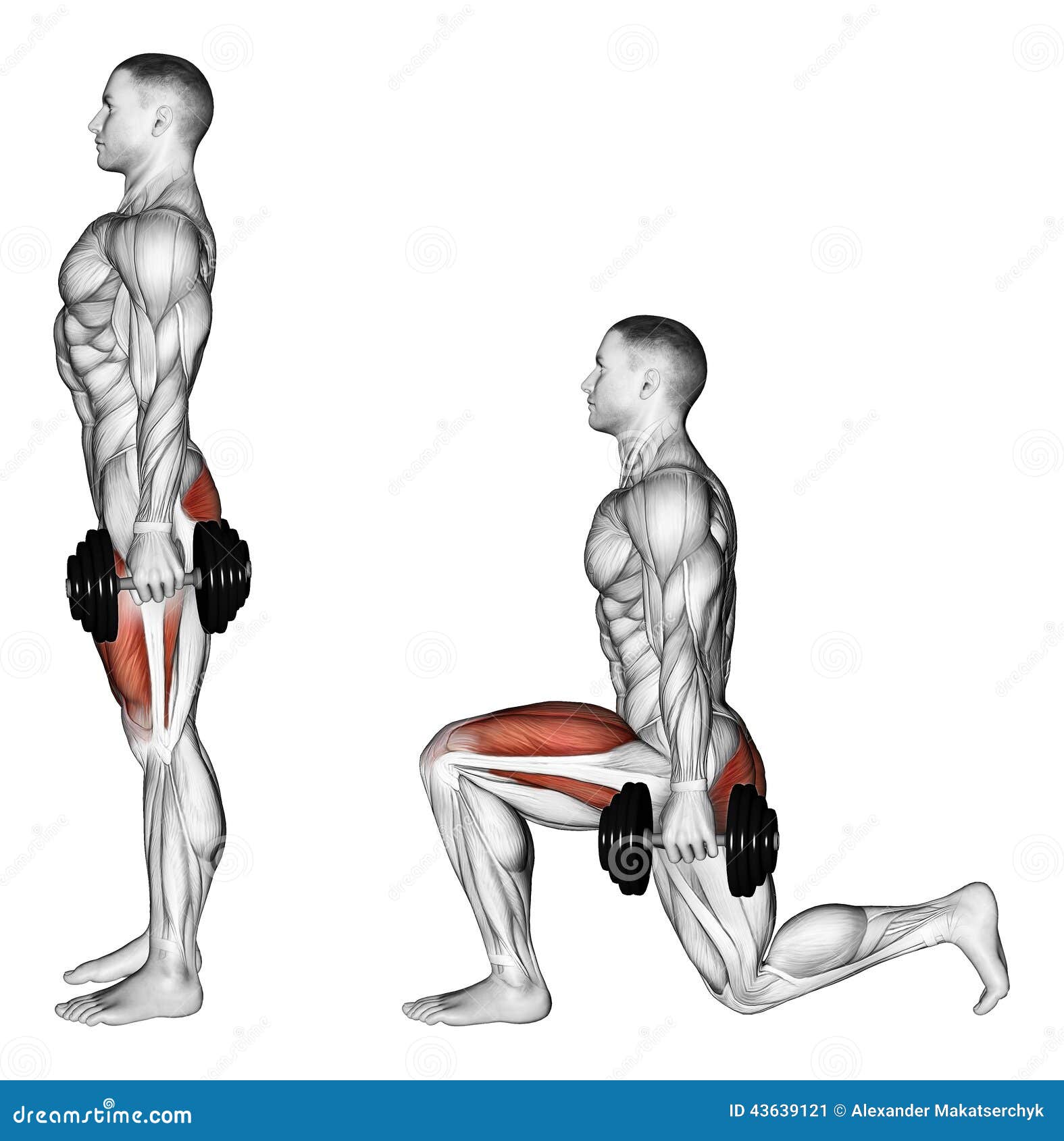 öva Utfall med hantlar stock illustrationer. Illustration av fyrkantiga ...
