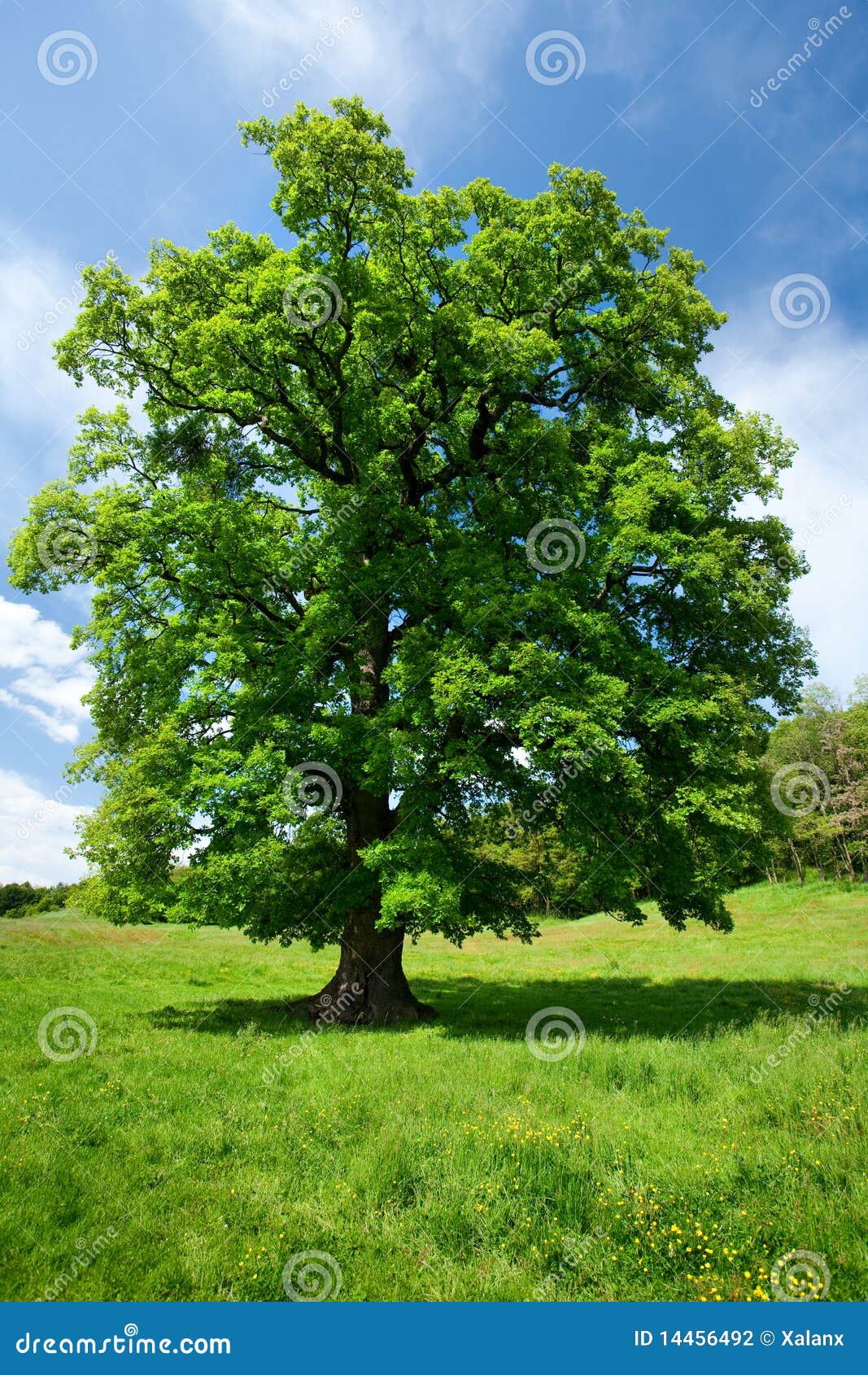 Única árvore de carvalho foto de stock. Imagem de verde - 14456492