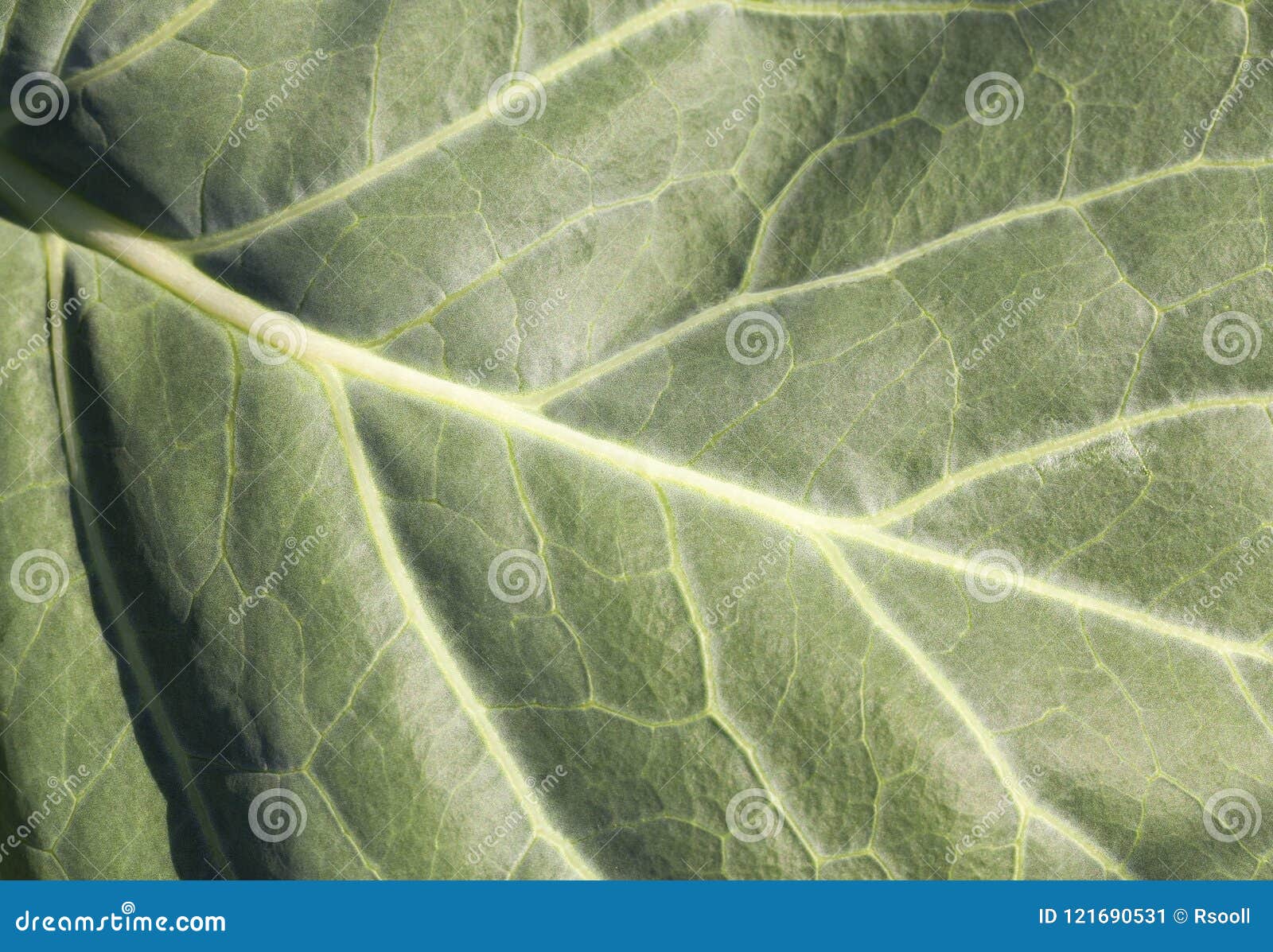 Única folha do repolho imagem de stock. Imagem de objeto - 121690531