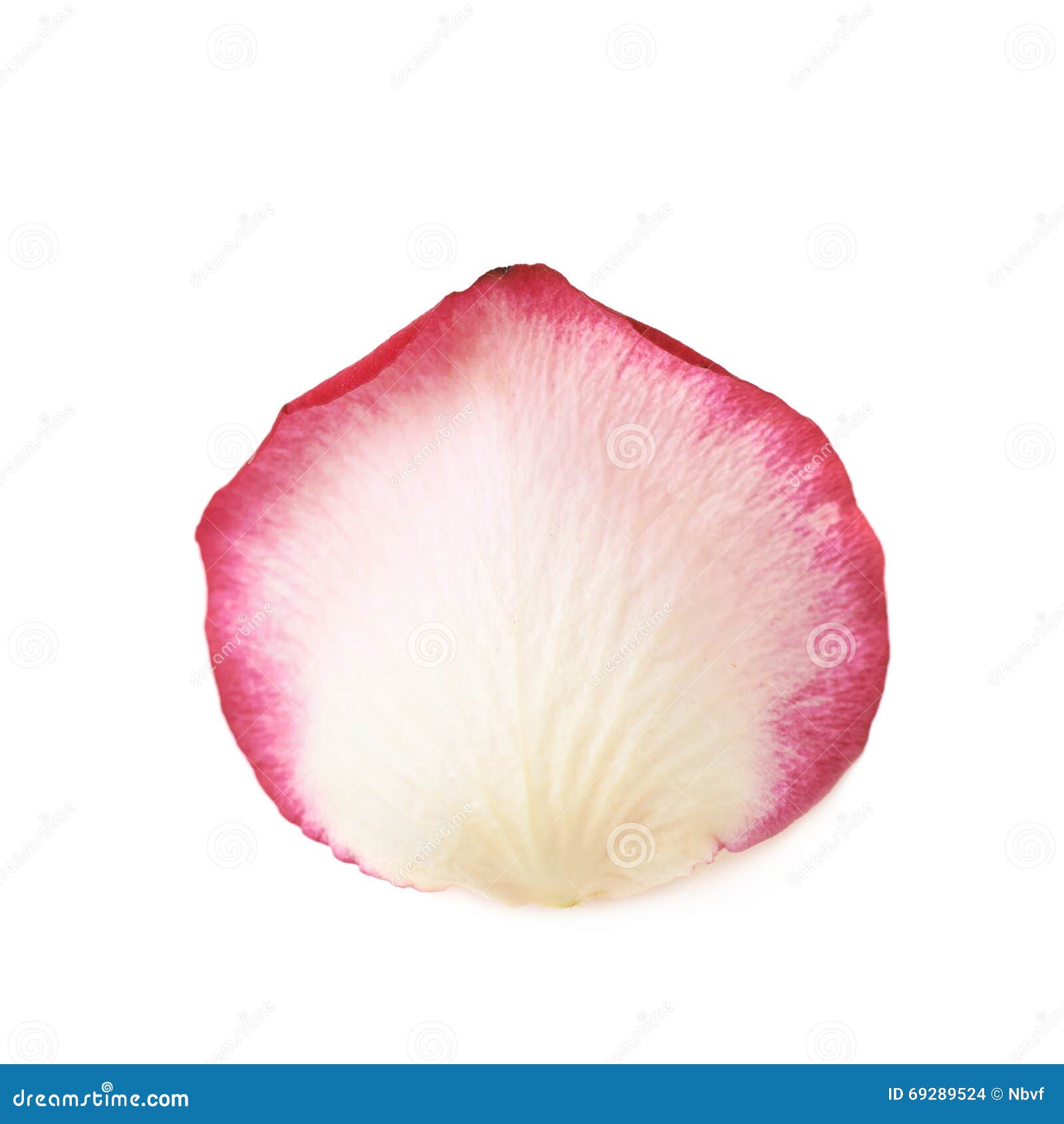 Única pétala cor-de-rosa foto de stock. Imagem de pétala - 69289524