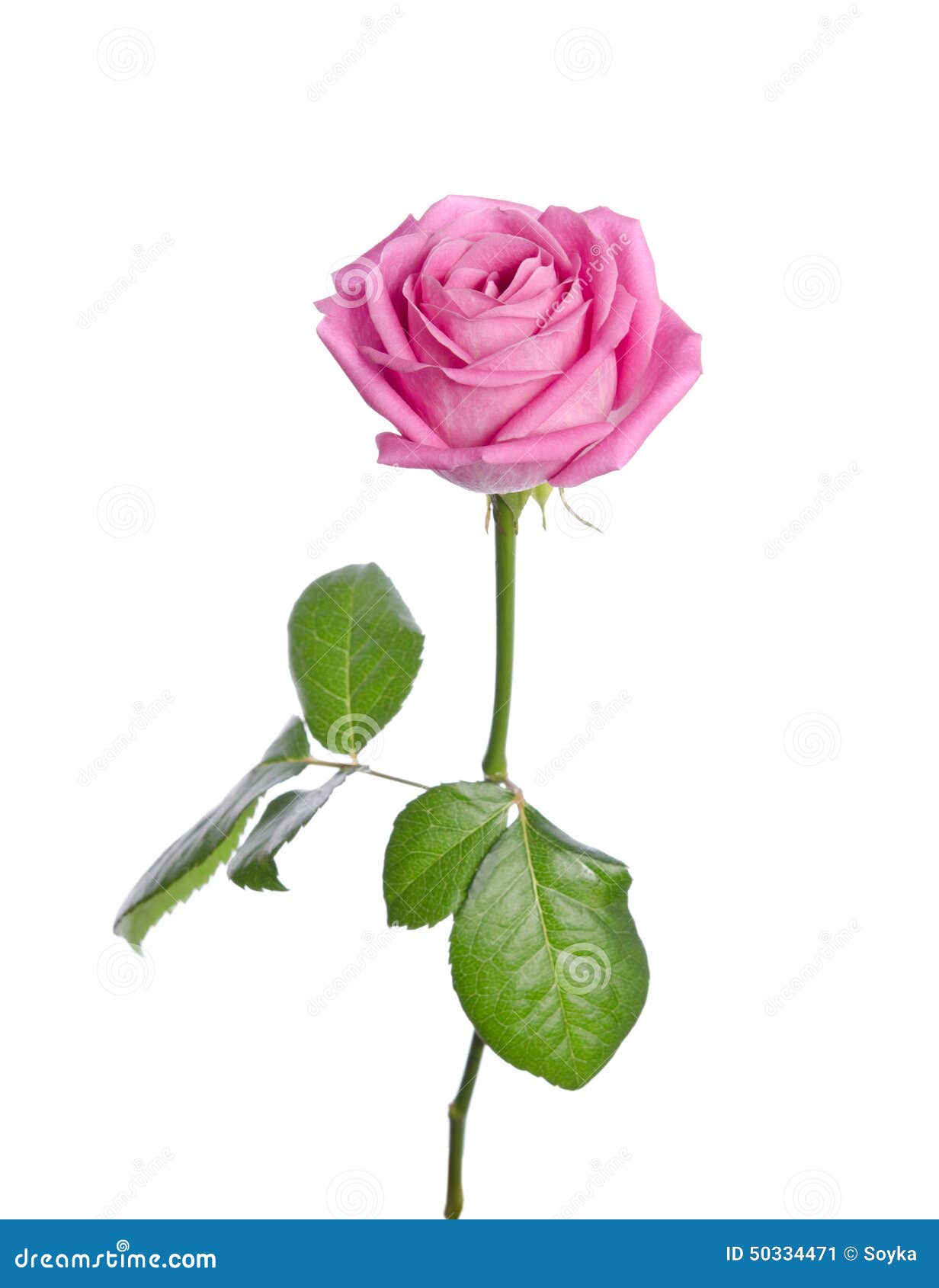 Única rosa bonita do rosa imagem de stock. Imagem de flor - 50334471