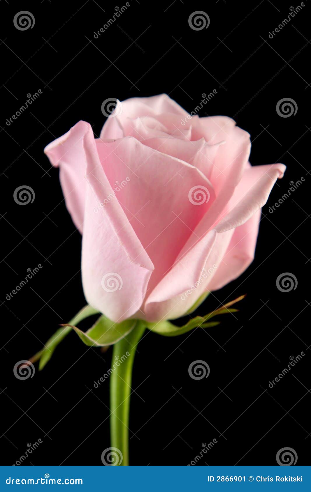 Única Rosa cor-de-rosa imagem de stock. Imagem de macro - 2866901