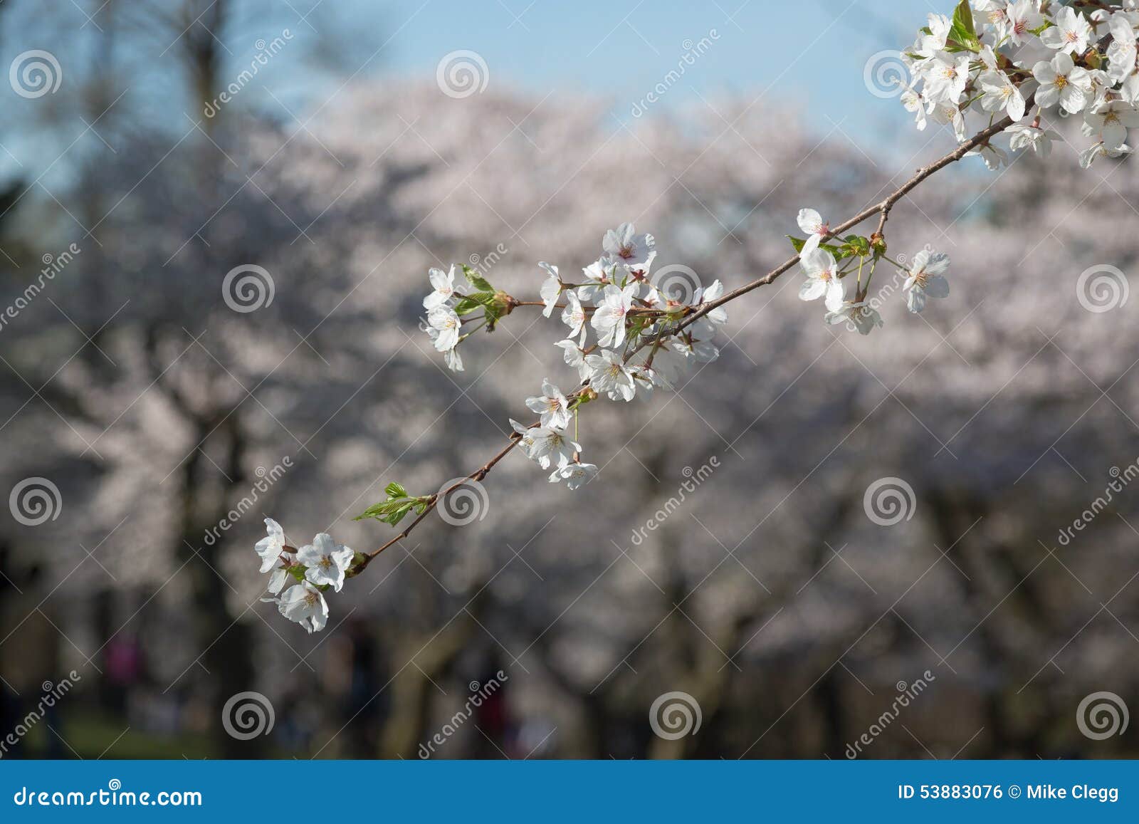 Único Ramo Em Cherry Blossom Tree Foto de Stock - Imagem de primavera ...