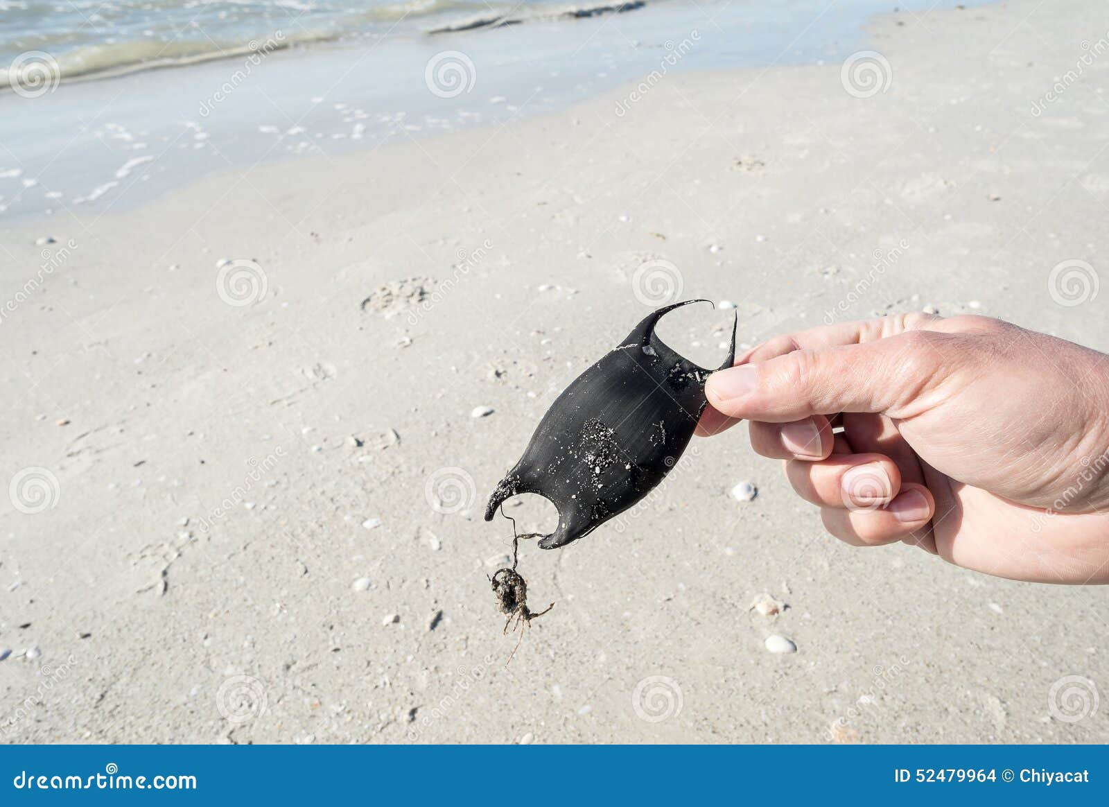 Übergeben Sie Das Halten Eines Rochen-/Stechrochen-Ei-Kastens #2 ...